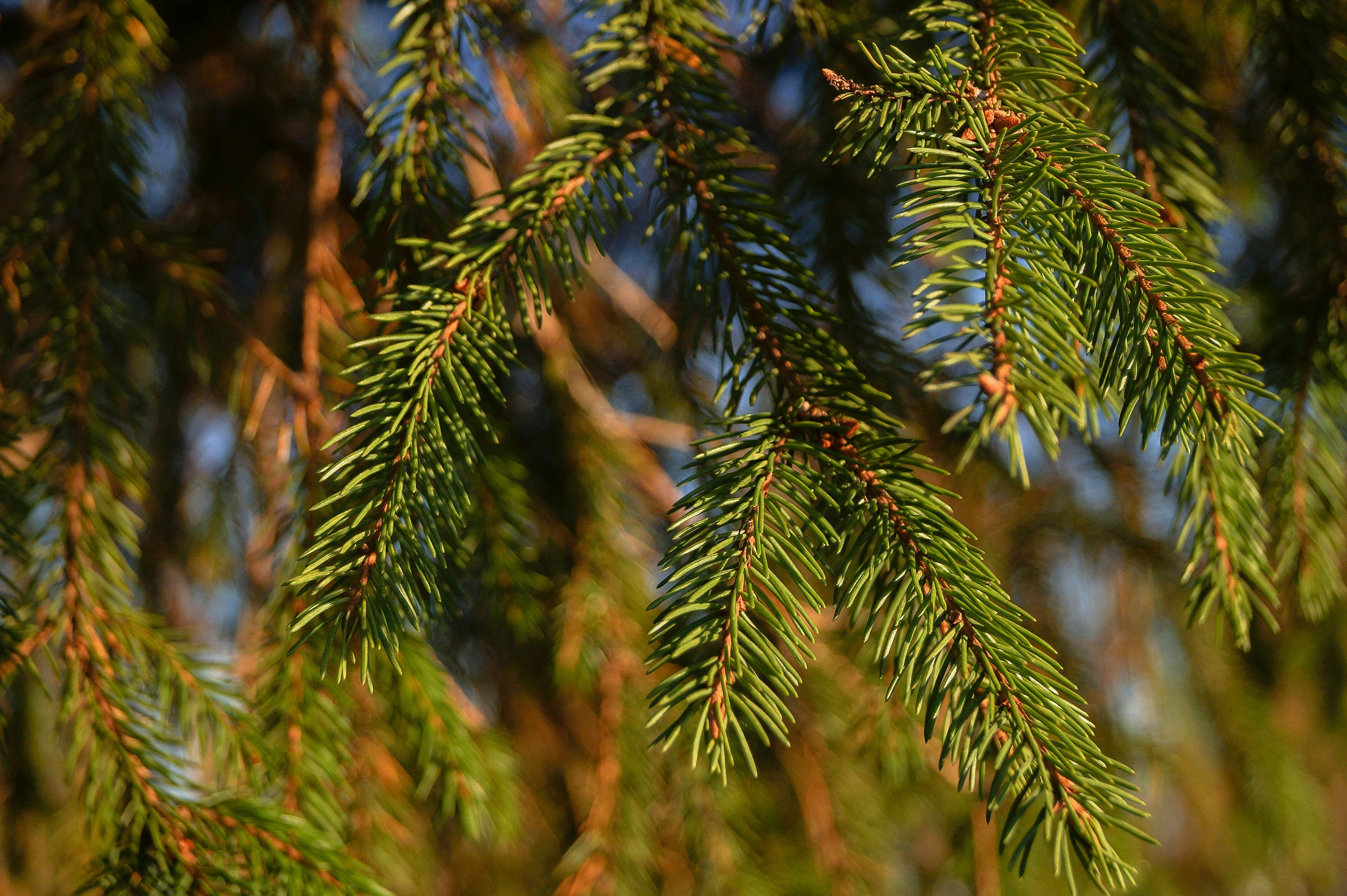 Close-up of vibrant evergreen branches illuminated by sunlight, showcasing the intricate details of each needle.