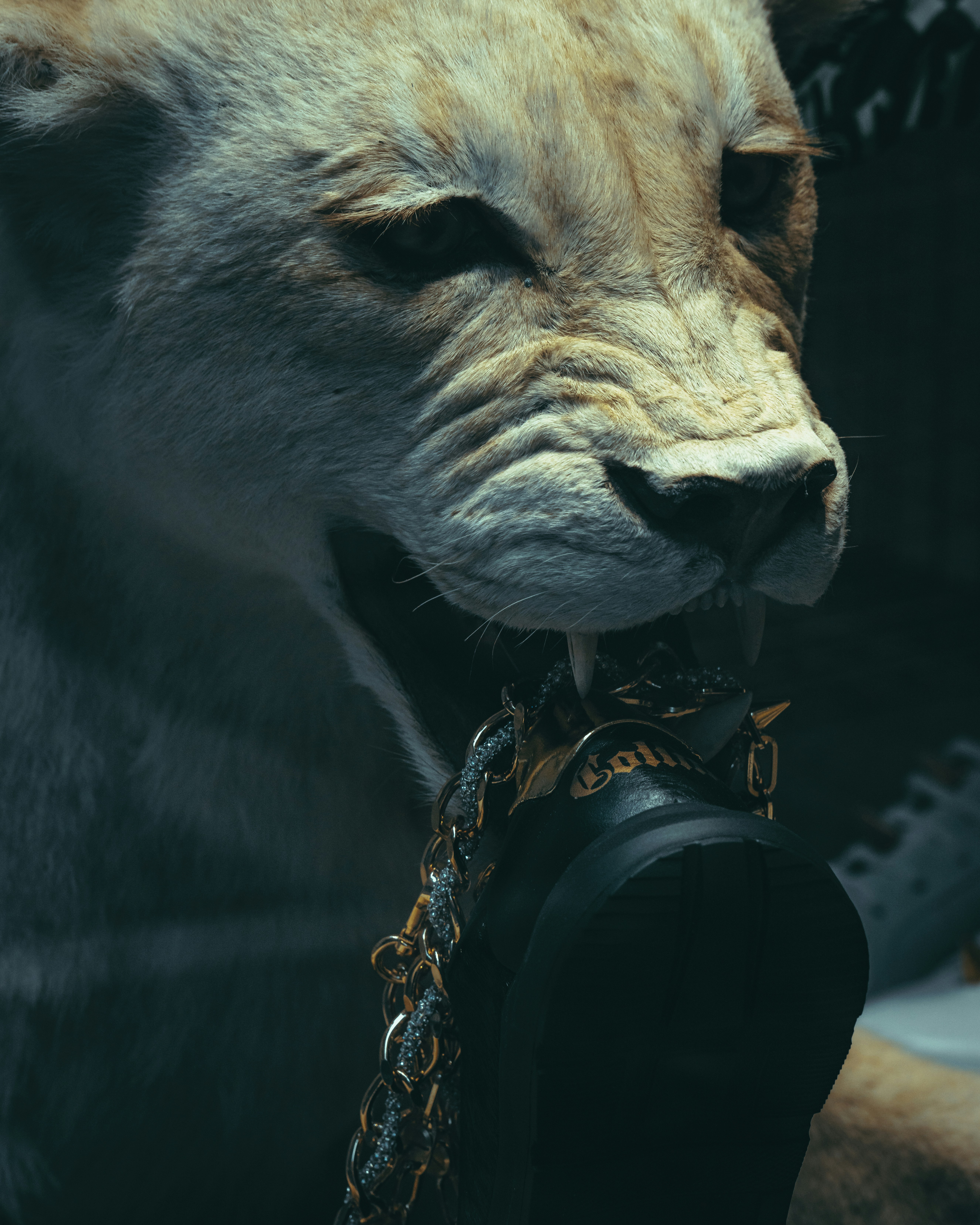 Close Encounter: A lioness inspects a tethered camera