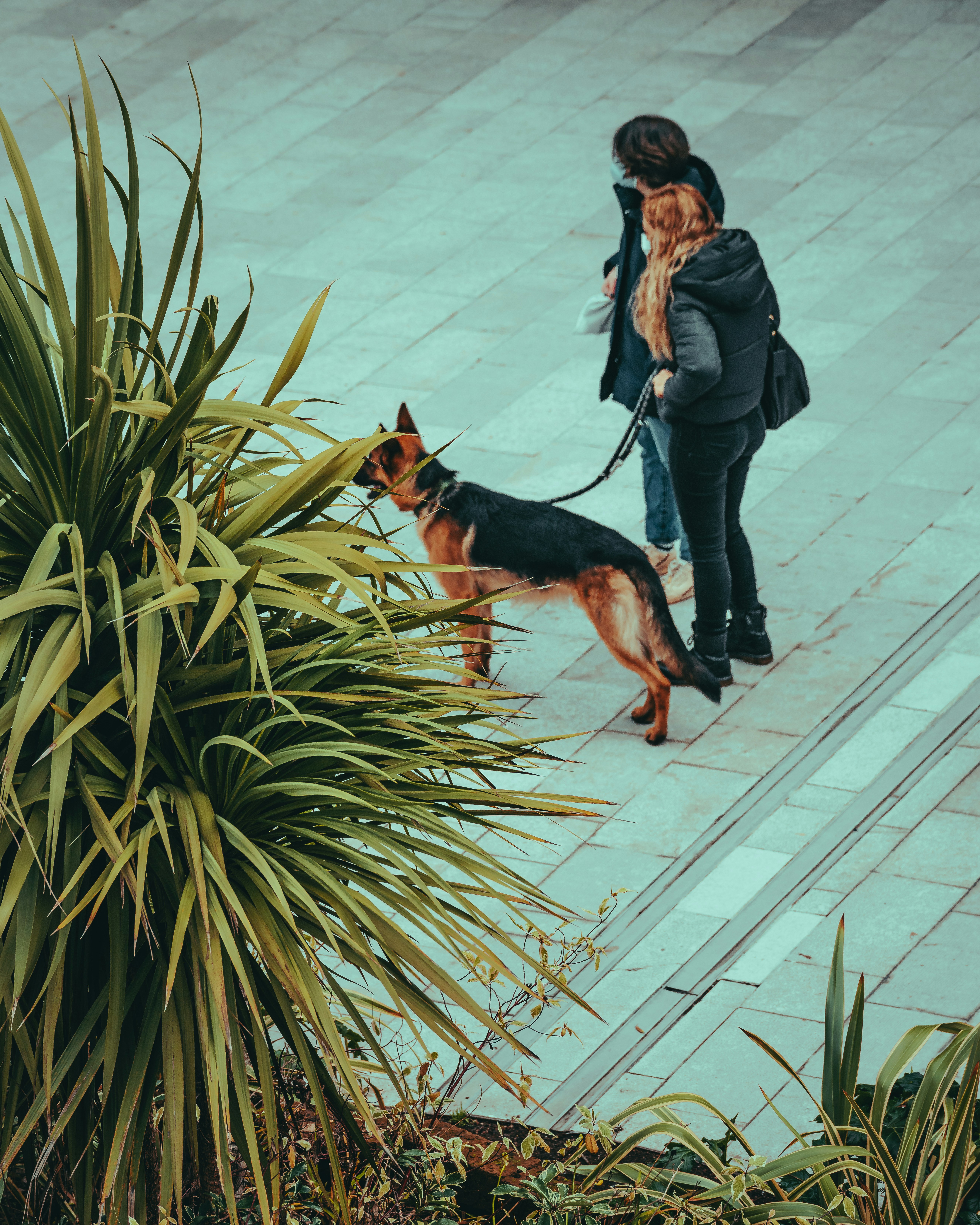 Leash and Leaves: a German Shepherd Pauses as Friends Stand by on a Sunlit Tile Path