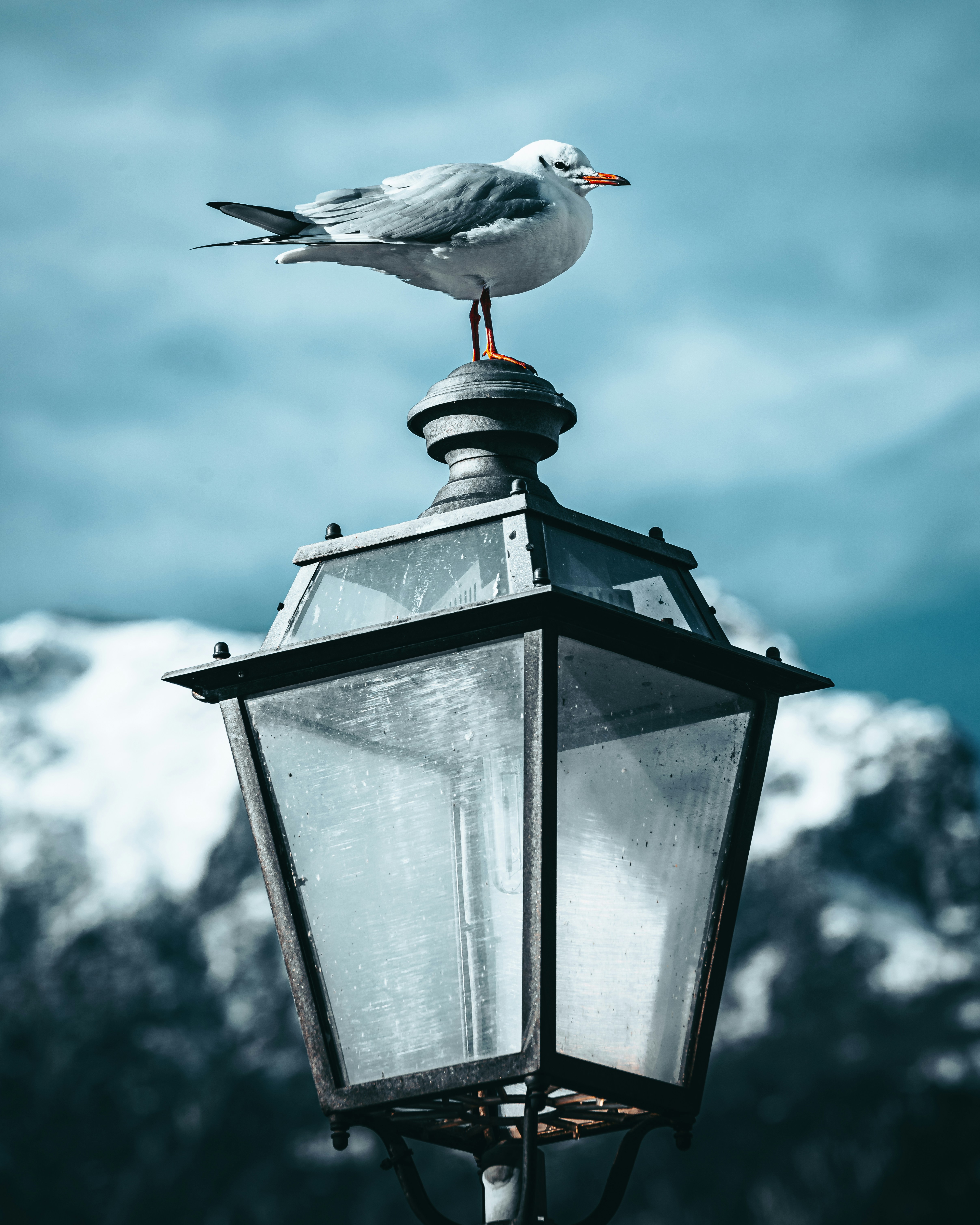 Seafarer on a Glass Lantern: A Seagull Perched Above a Victorian Lamp