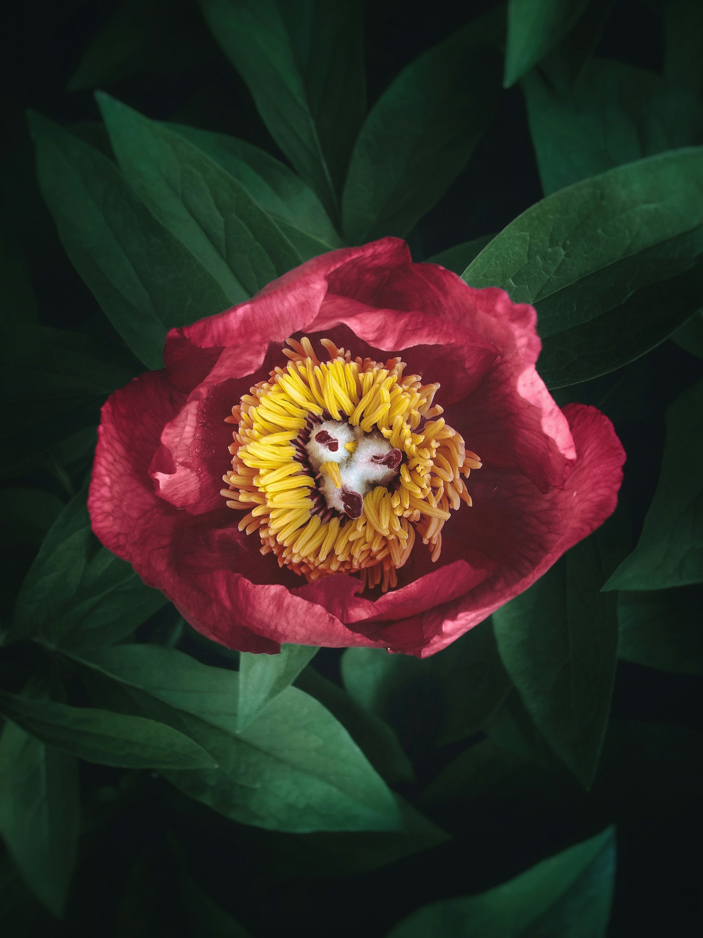 A vibrant peony bloom reveals its intricate yellow center surrounded by deep pink petals, set against a backdrop of lush green leaves.