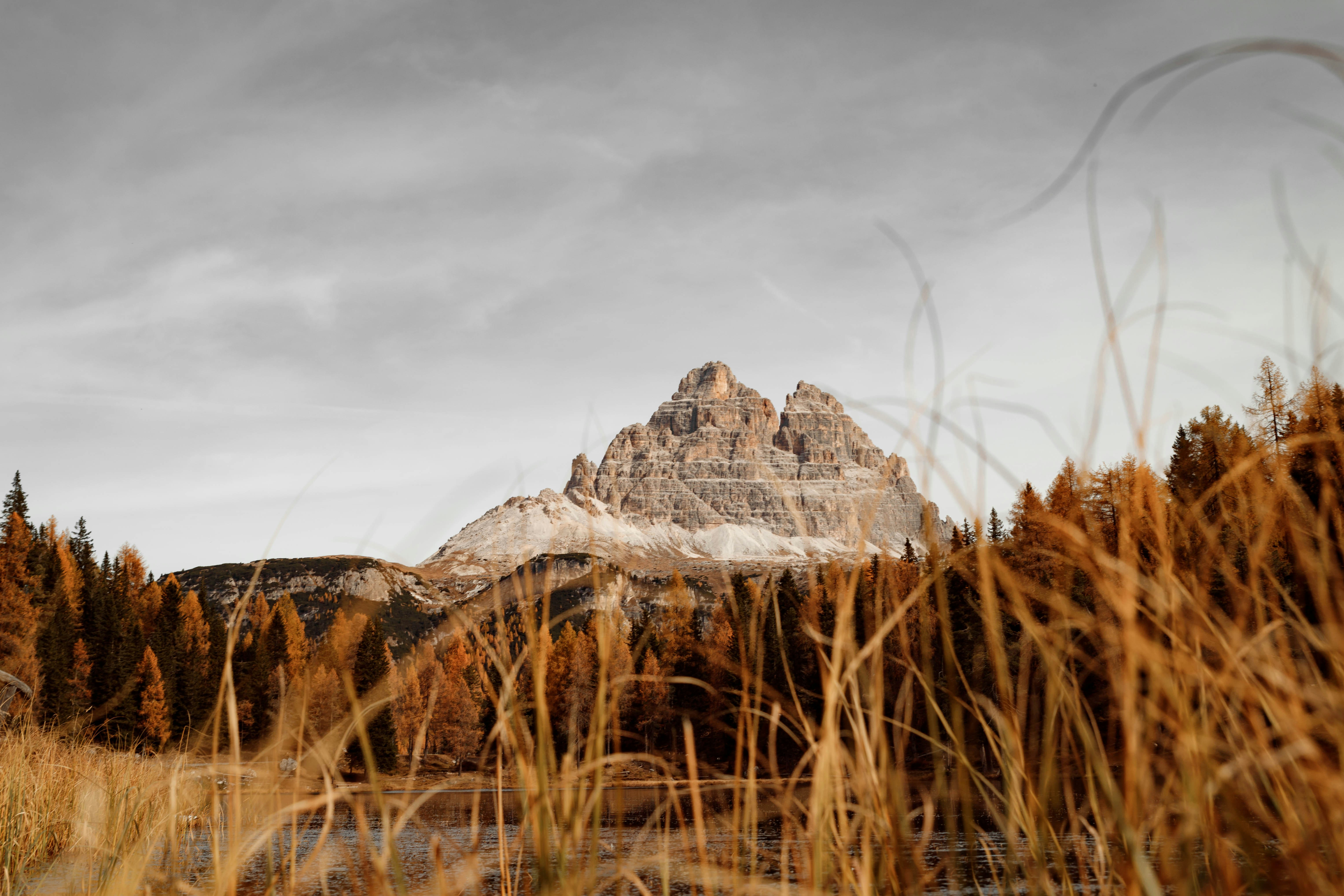 Snow-capped peak framed by golden grasses at dusk