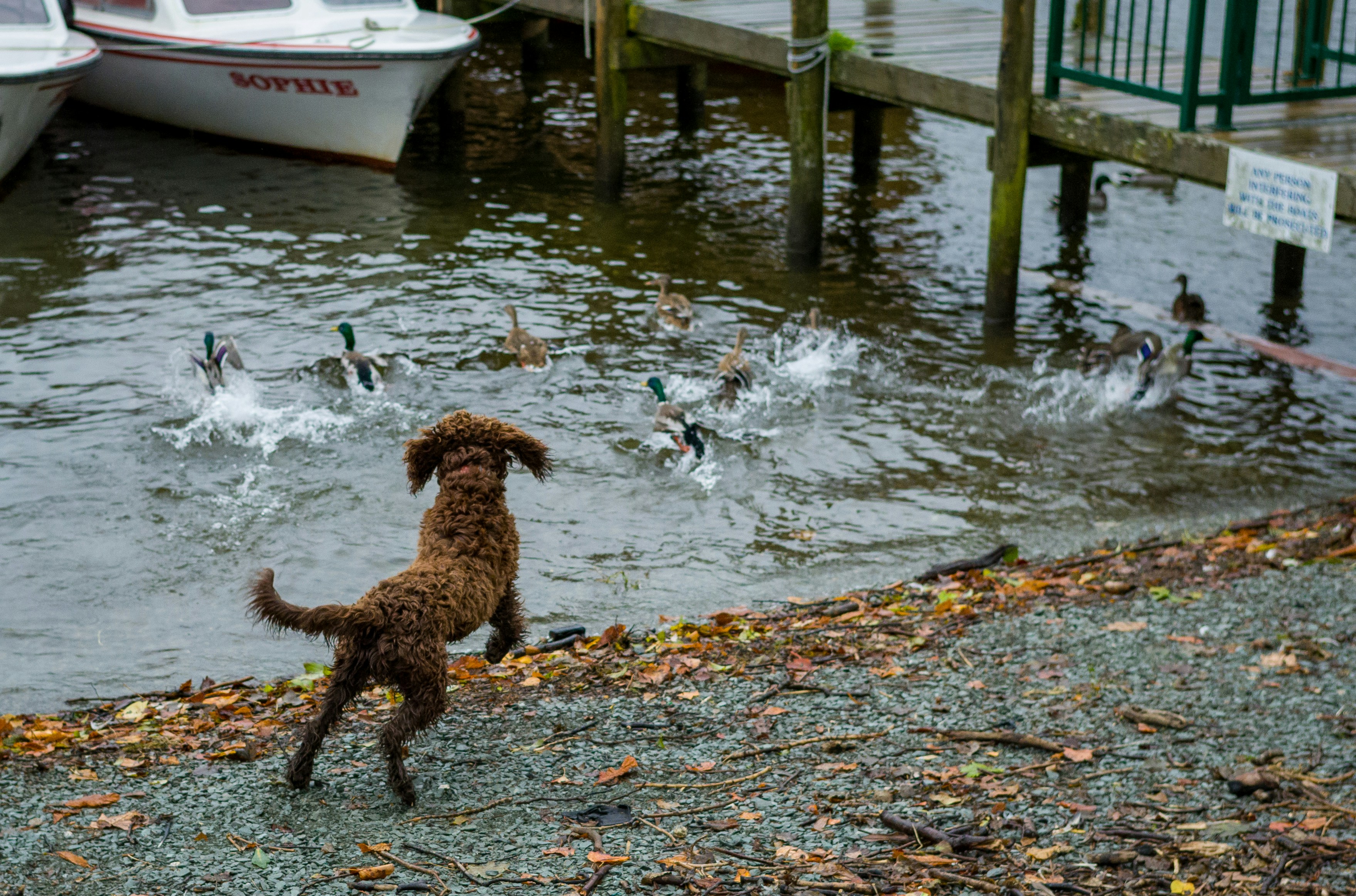 a brown dog standing on top of a beach next to a body of water