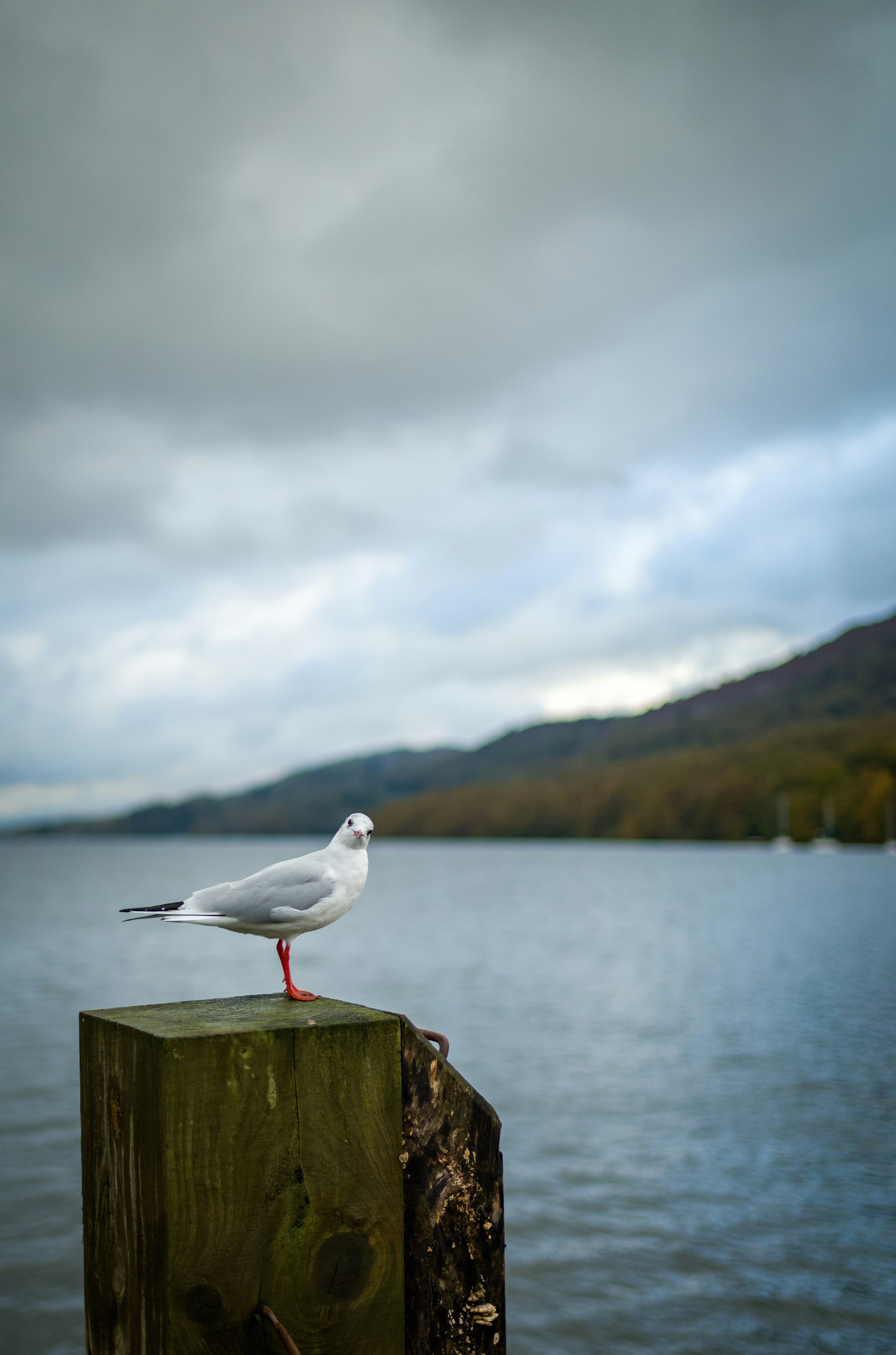 A solitary seagull stands gracefully atop a wooden post by the tranquil waters, framed by distant hills and a moody sky.