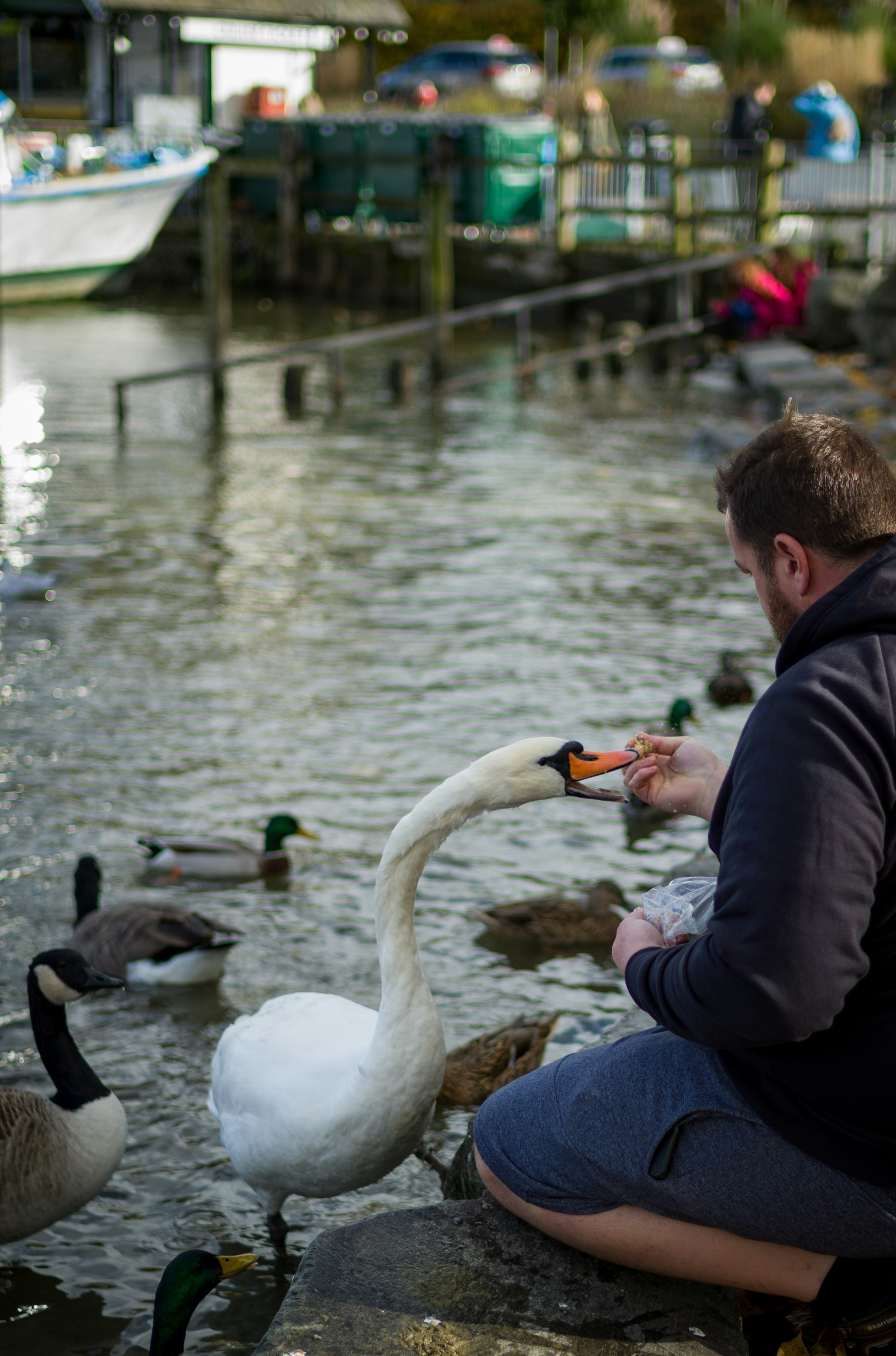 Quayside Exchange: Feeding a Swan at the Water's Edge