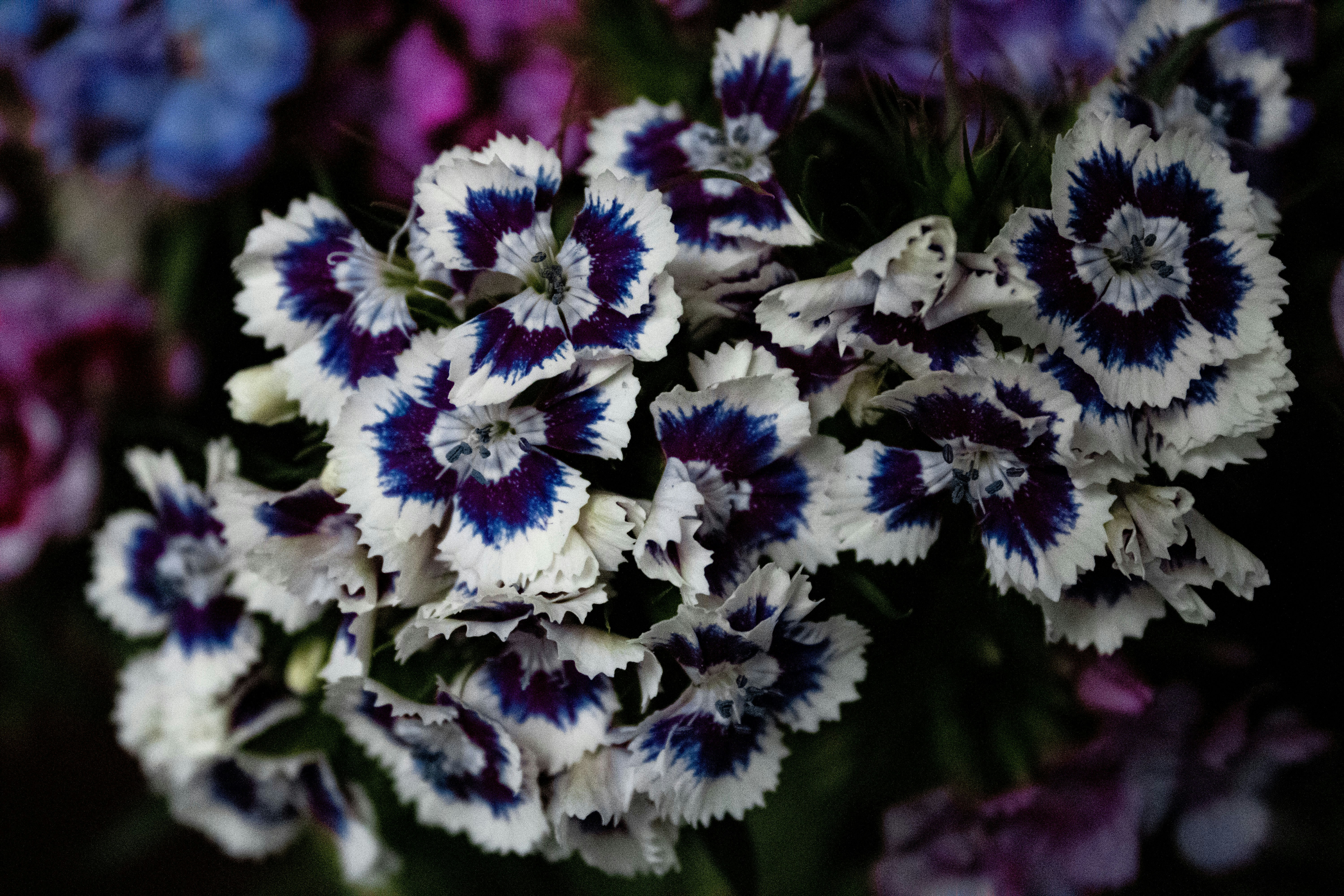 Wild flowers picked up for my grandmother's birthday