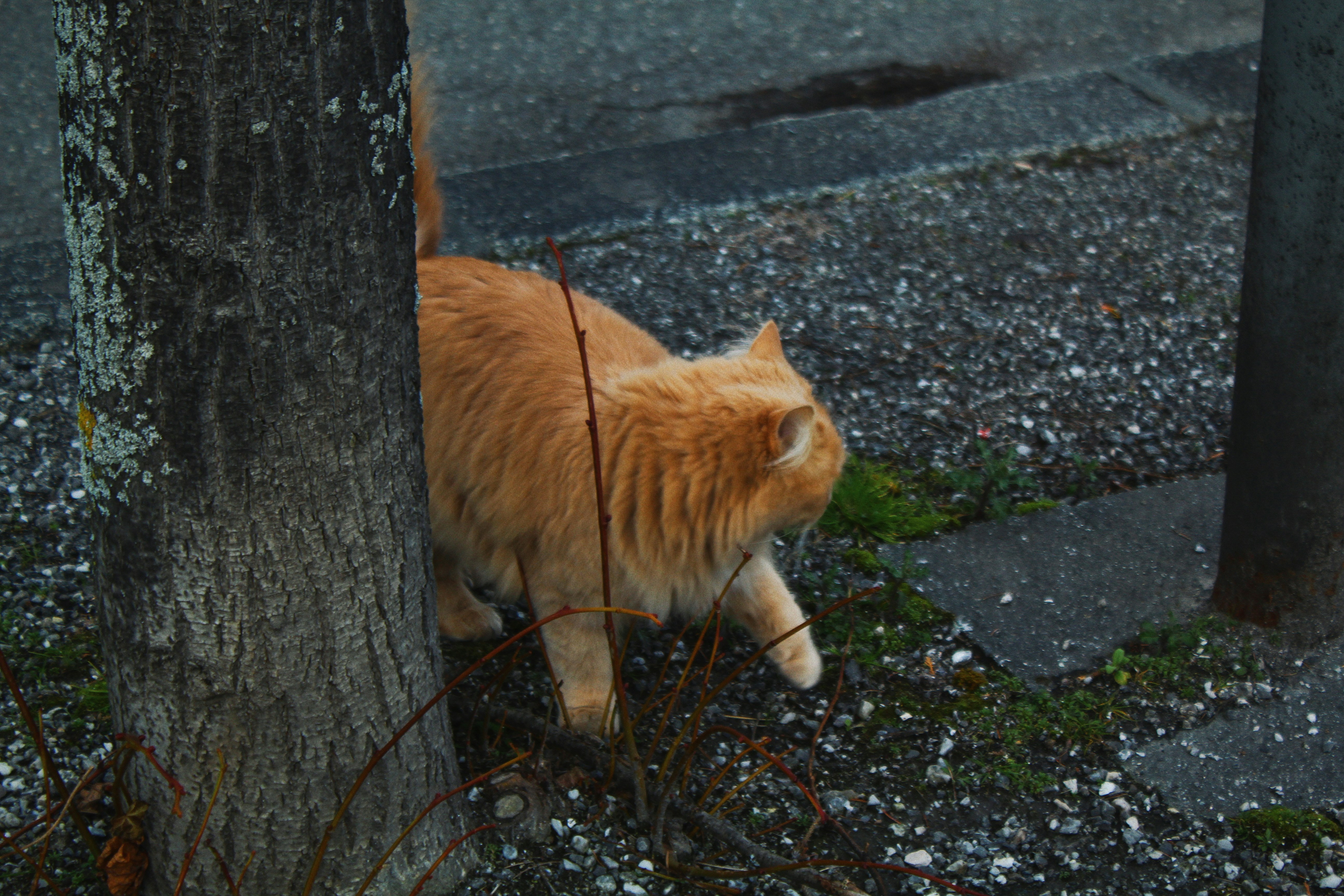 Amber Cat Between Mossy Trunks on a Damp City Path