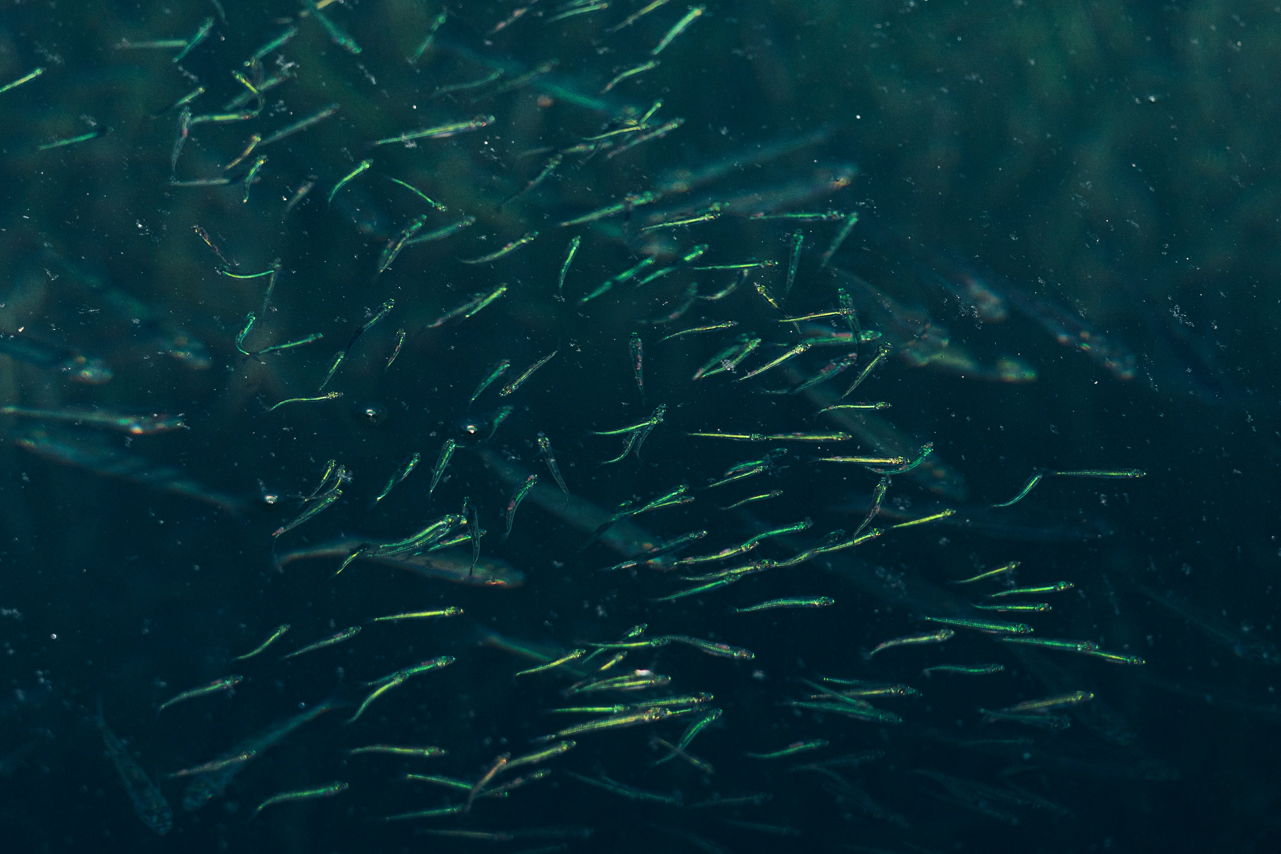 A large group of small fish swimming in the water photo – Free Grey ...