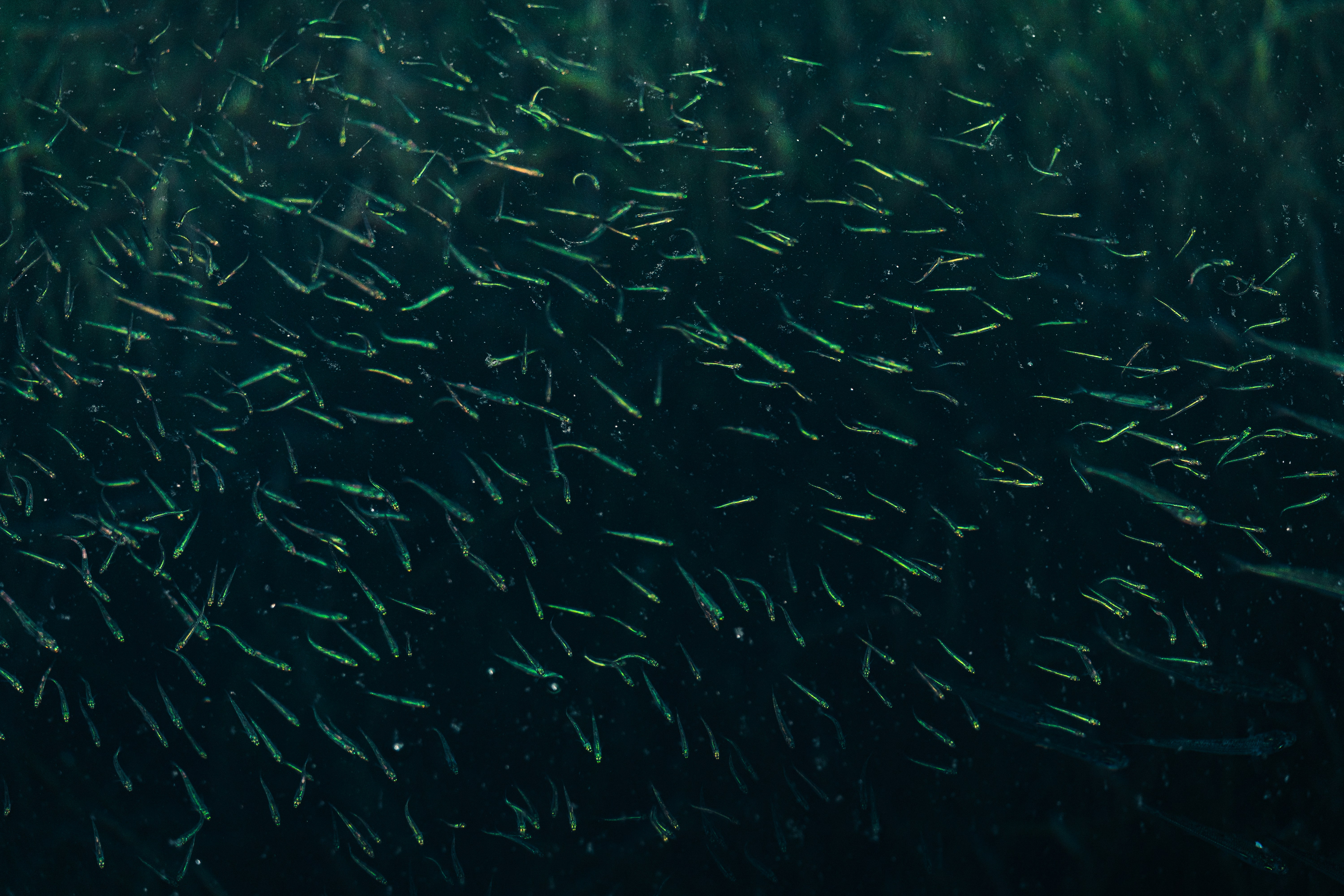 A large group of small fish swimming in the water photo – Free ...