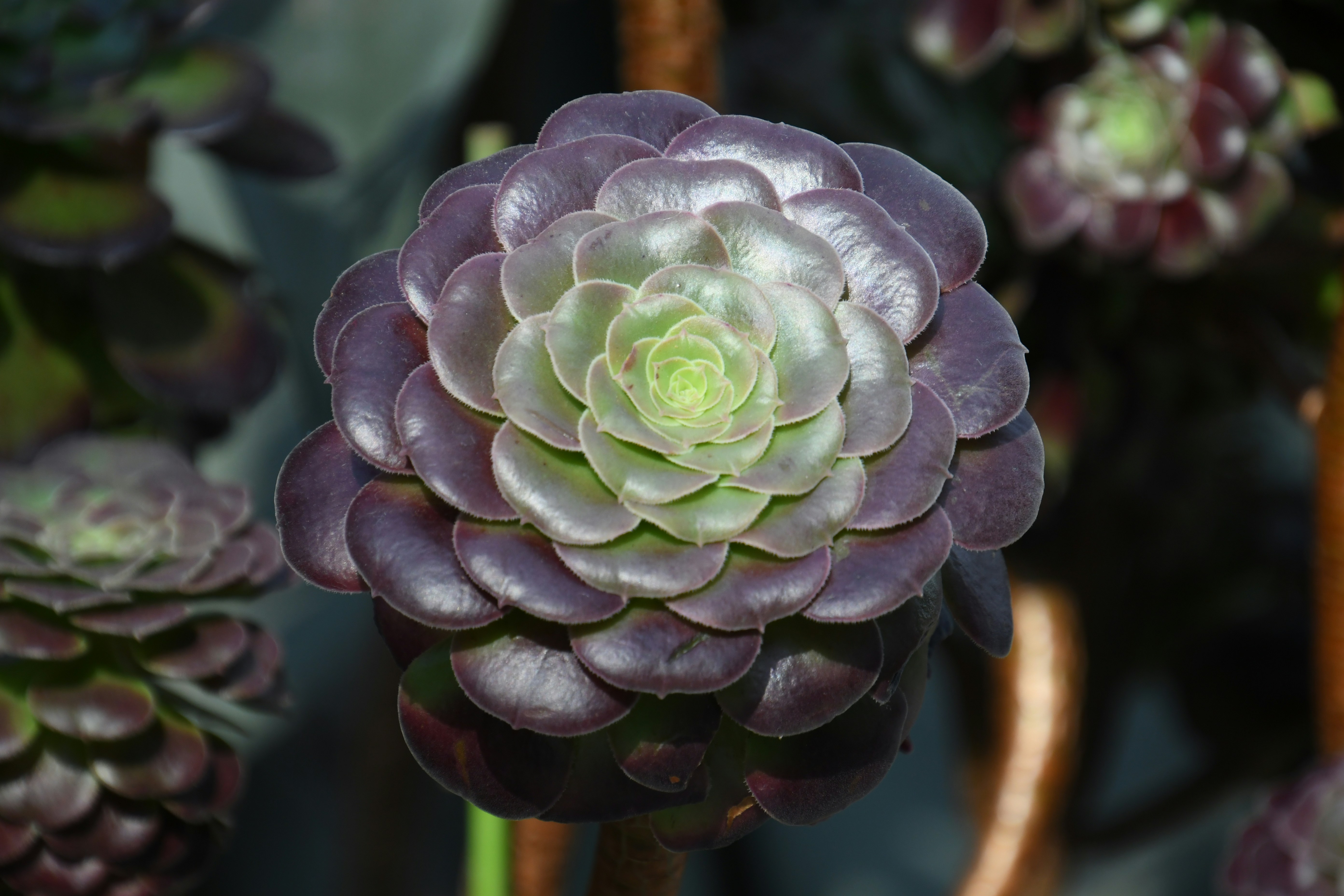 Emerald Core, Velvet Edges: a Succulent Rosette in Dappled Light