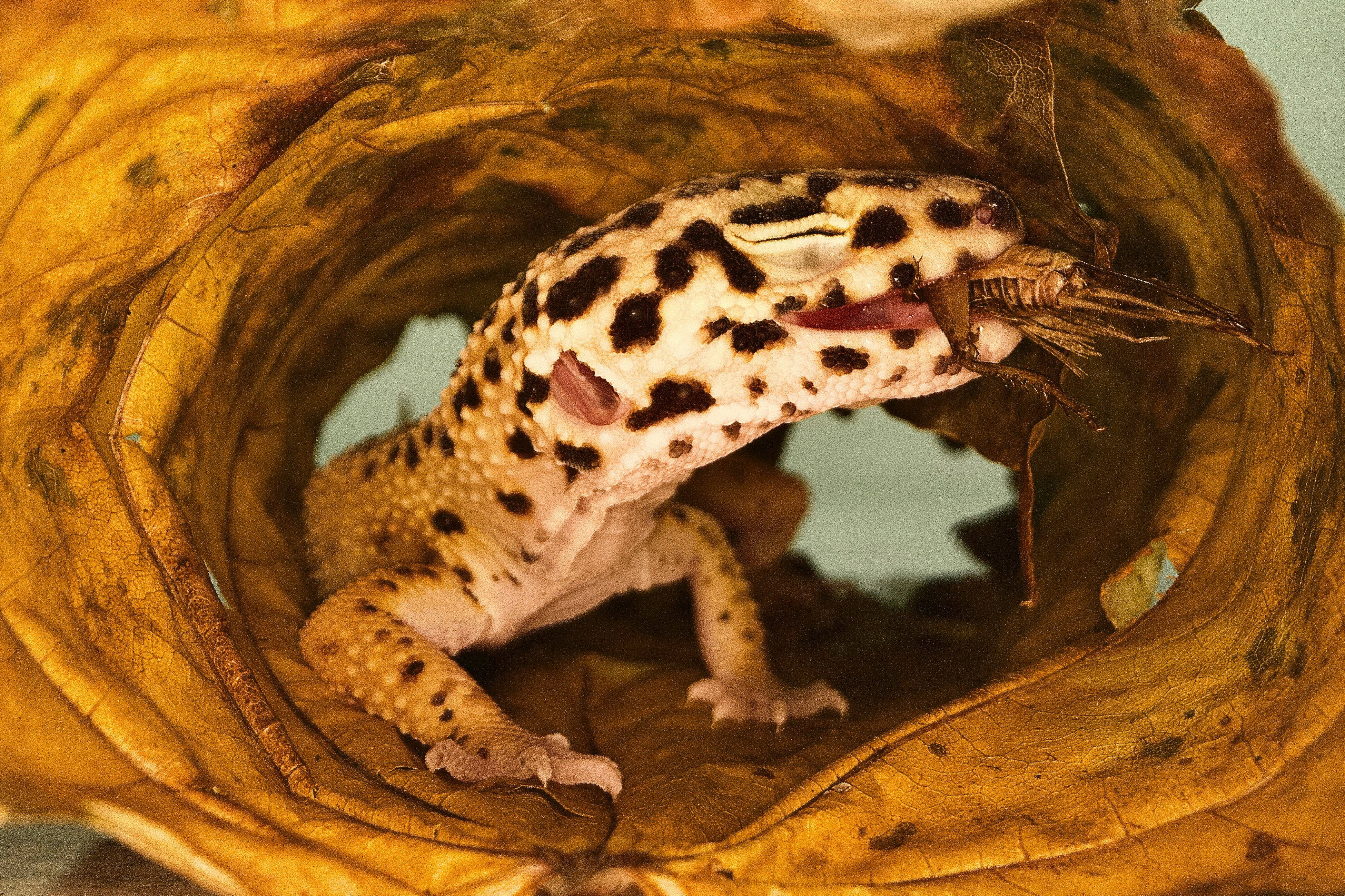 Leopard gecko emerging from a curled leaf, capturing a meal with its mouth. The natural habitat is depicted through earthy tones and textures.