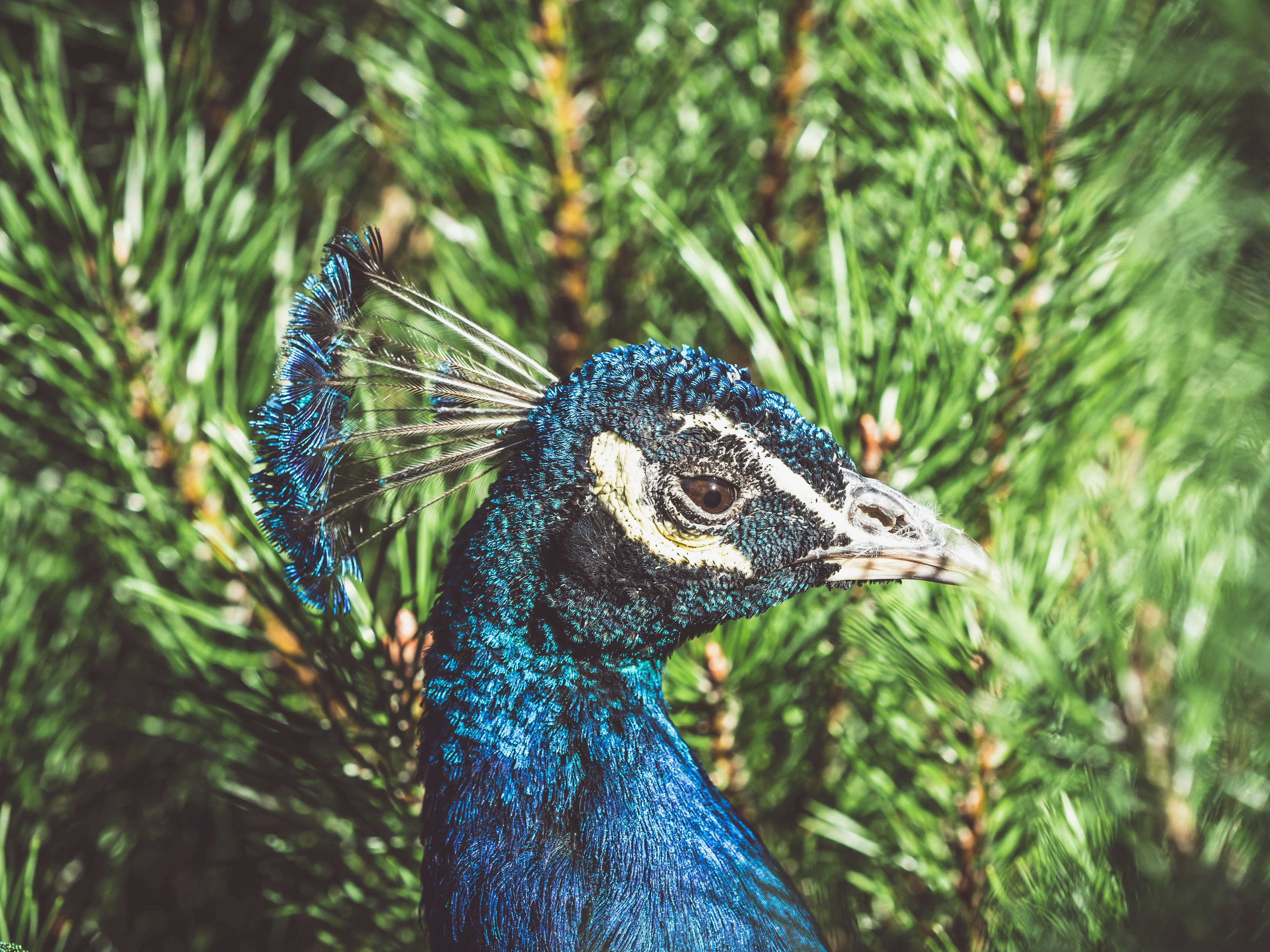 Peacock portrait.
