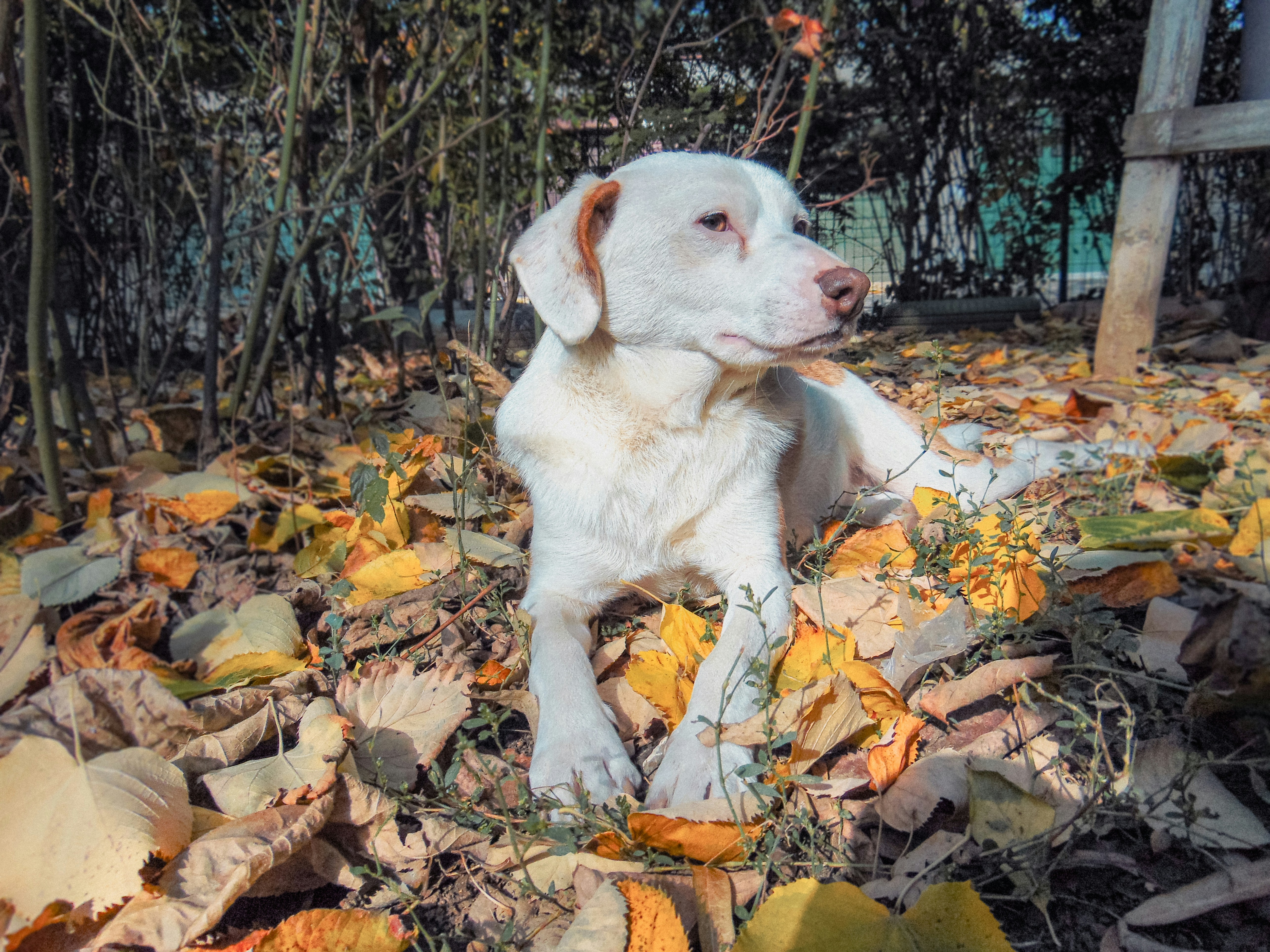 A white dog lounges among a carpet of autumn leaves, basking in the gentle sunlight filtering through nearby foliage.