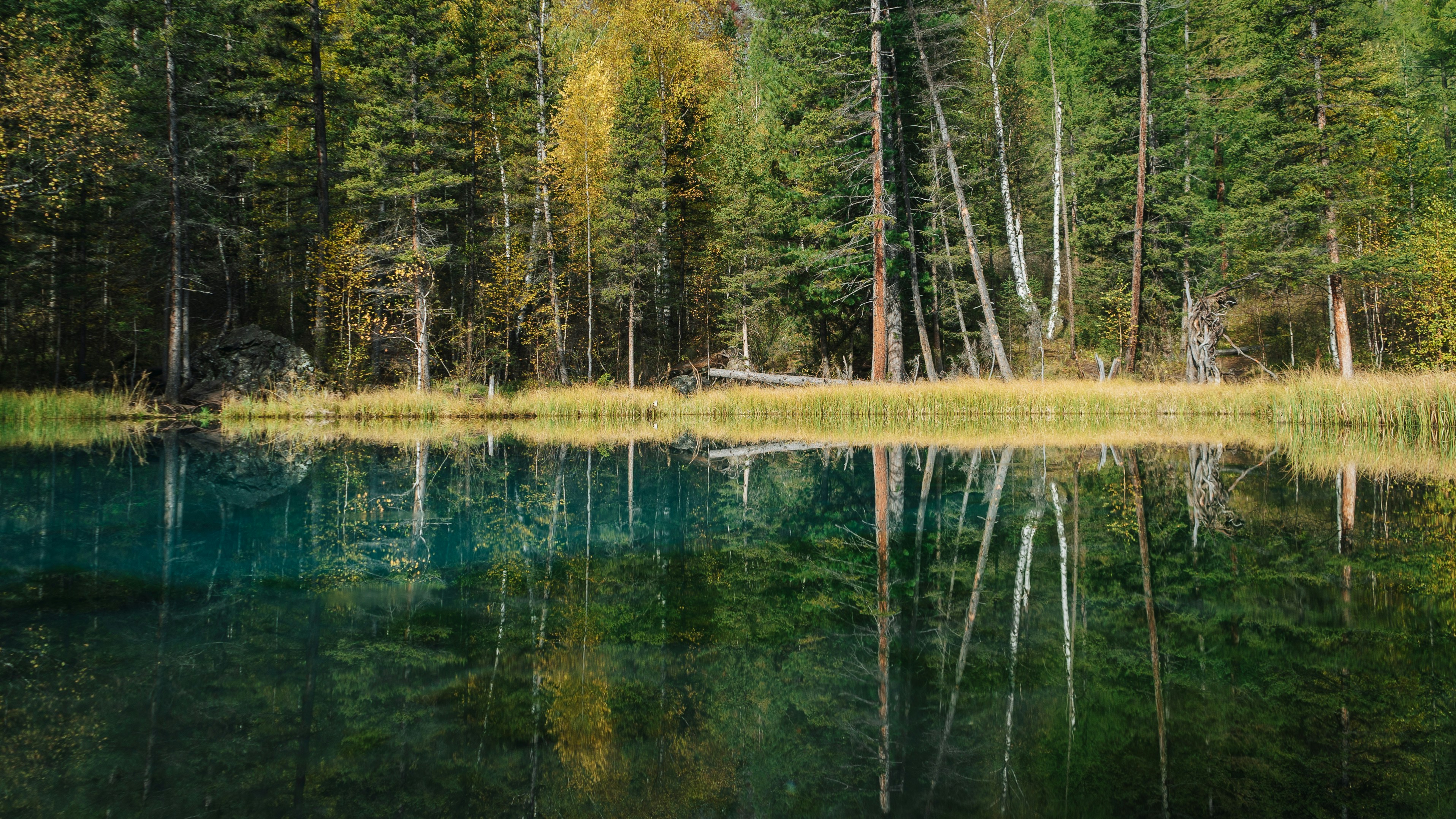 Serene forest trees mirrored in a calm, clear lake with autumnal hues.