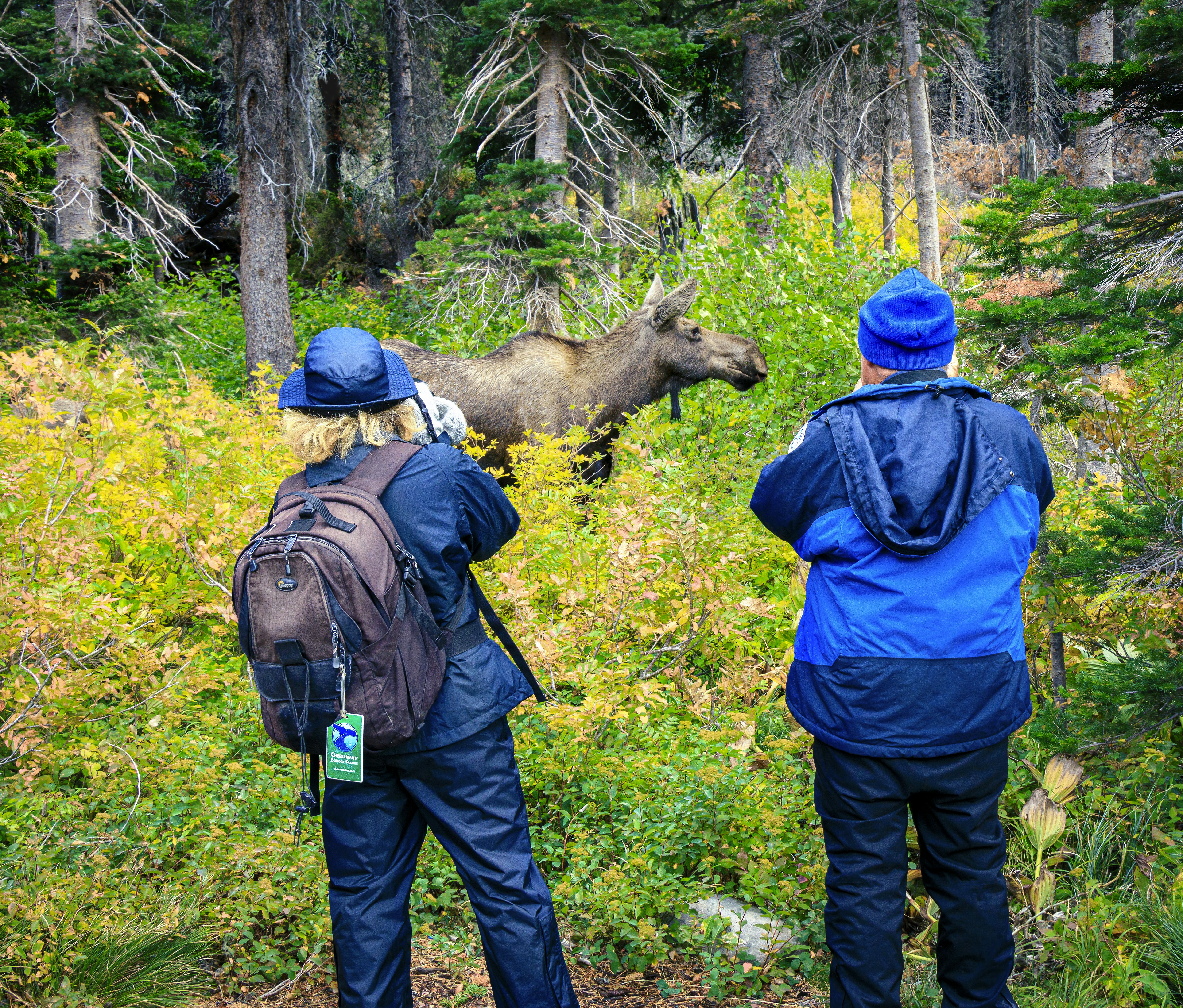 Autumn Encounter: Two Hikers Watch a Moose in a Sunlit Clearing