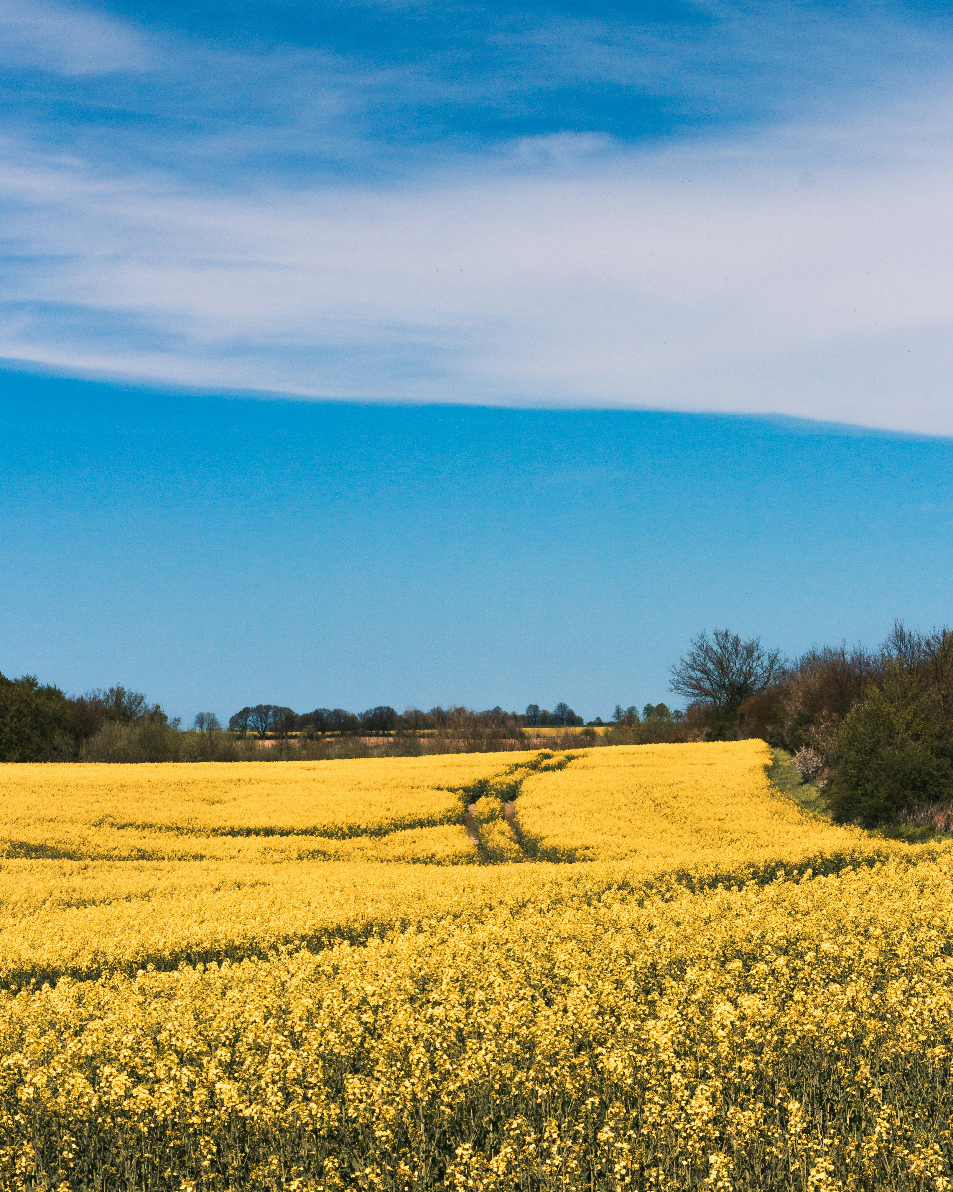 Winding Ribbon Through a Canola Field Beneath a Crisp Blue Sky