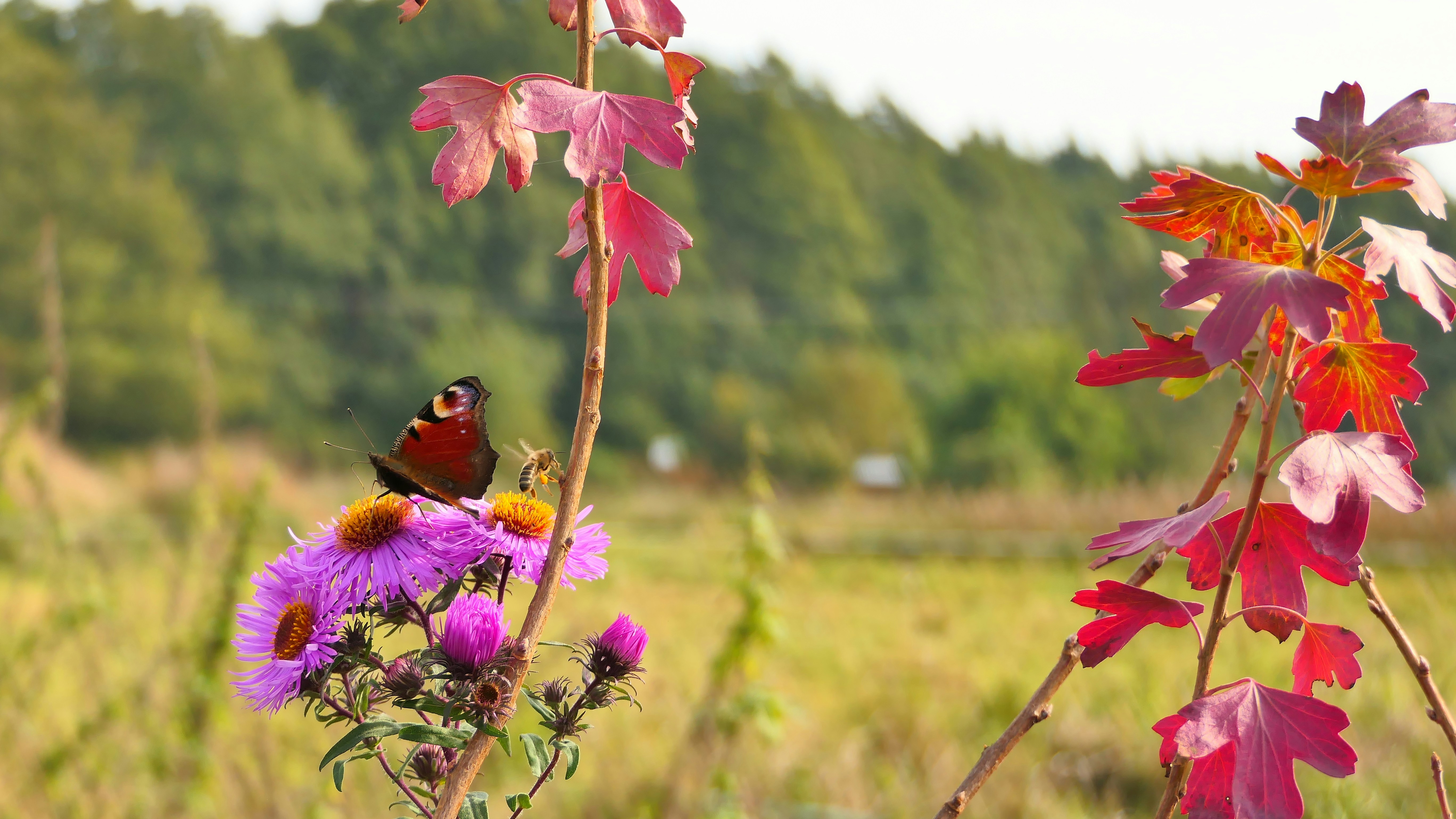 Butterfly on a Purple Crown: a Meadow Moment