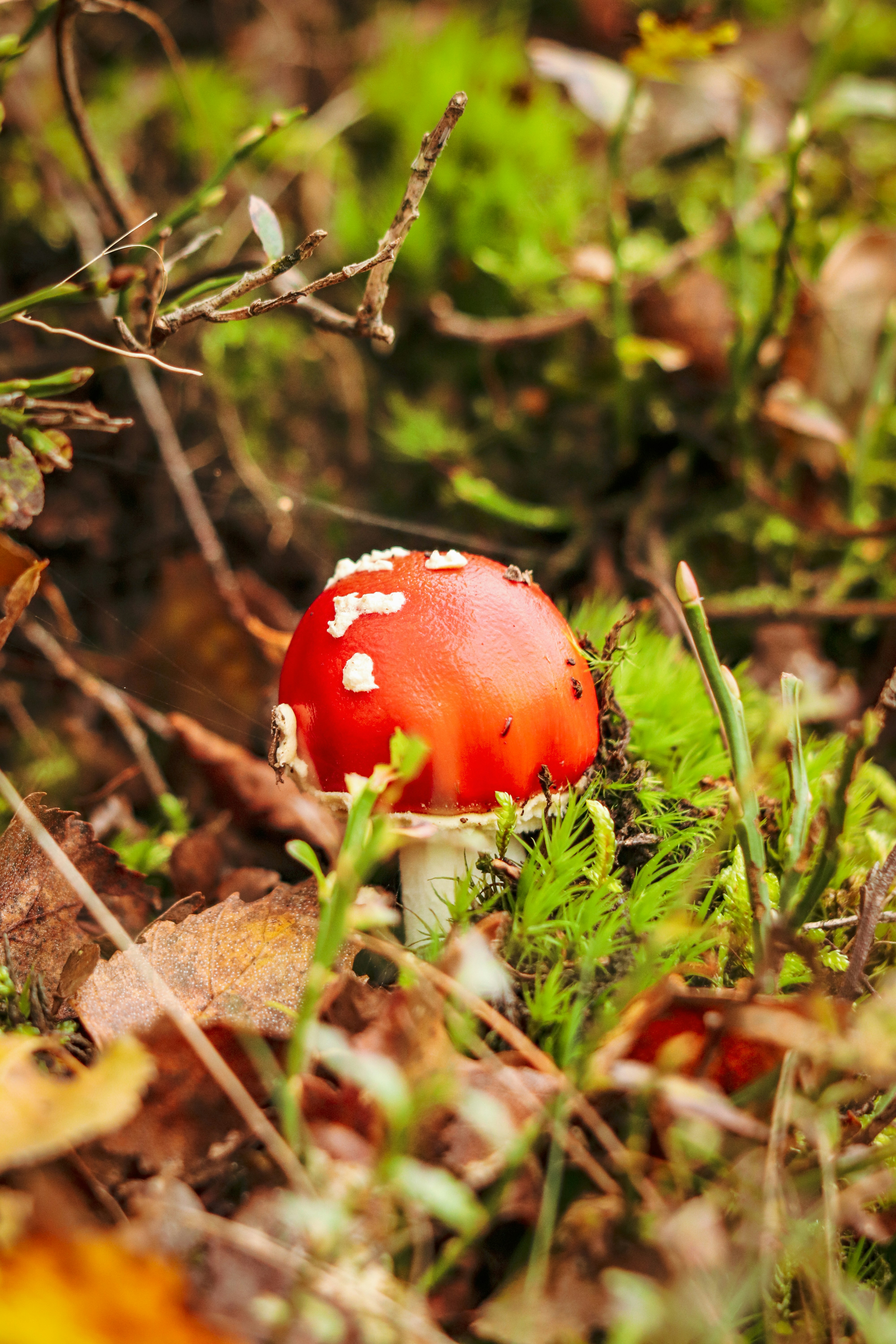 A small red mushroom sitting on the ground photo – Free Plant Image on ...
