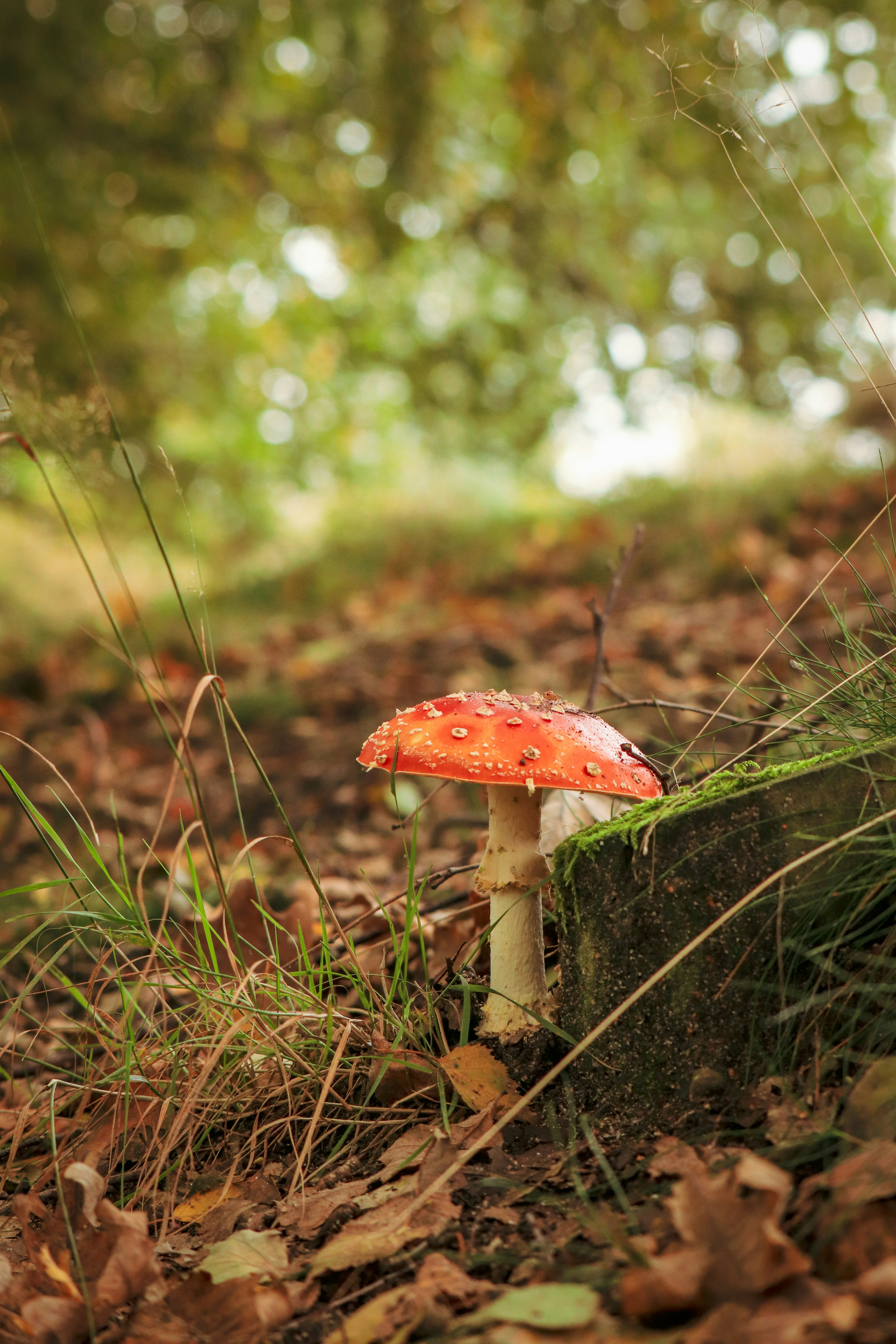 Crimson Cap Rises from Leaf Litter Under Dappled Forest Light