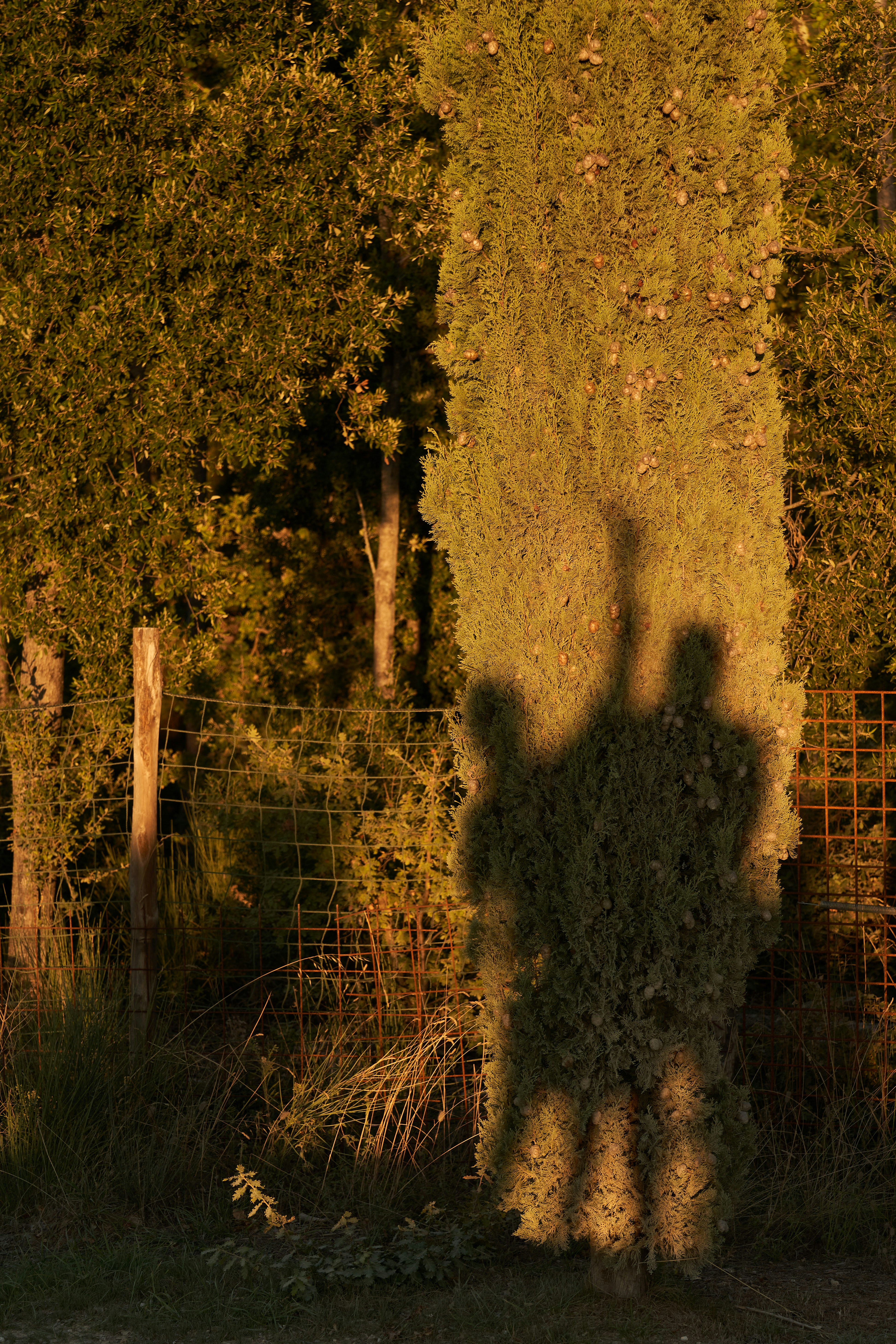 a shadow of a person standing in front of a fence
