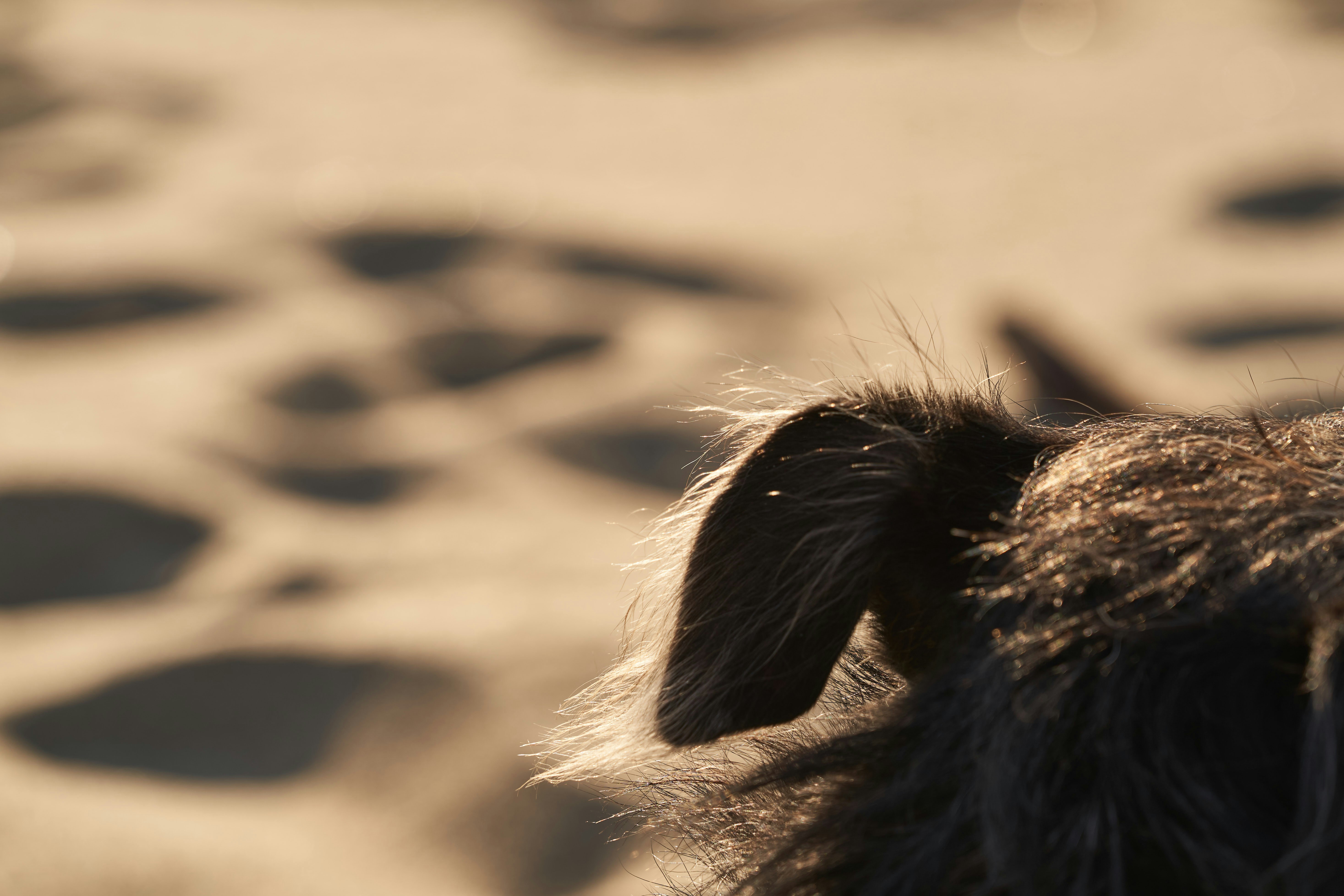 Edge of Light: Close-up of fur at a sunlit dune