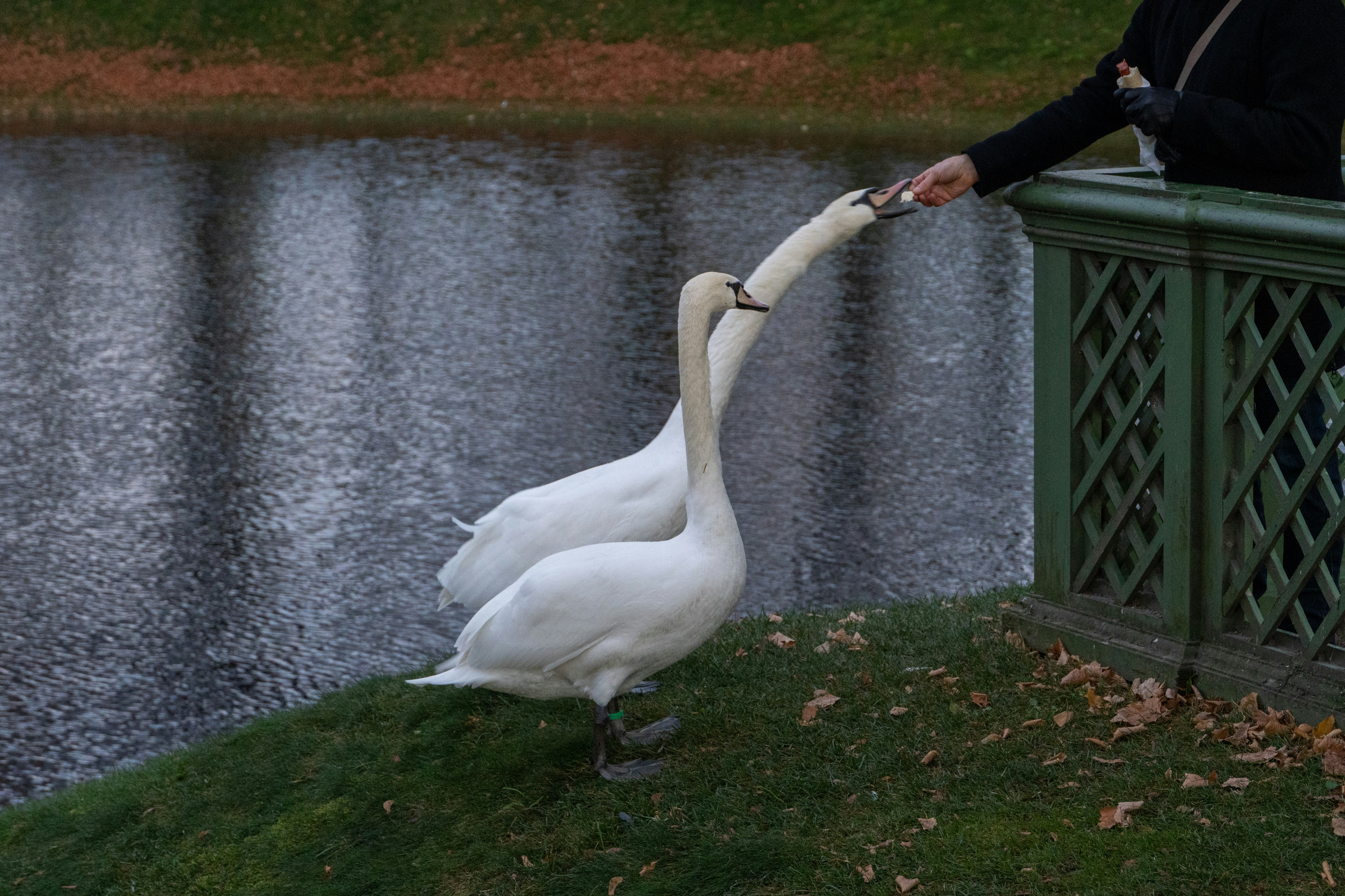 Rendezvous at the Rail: Two swans by the park pond