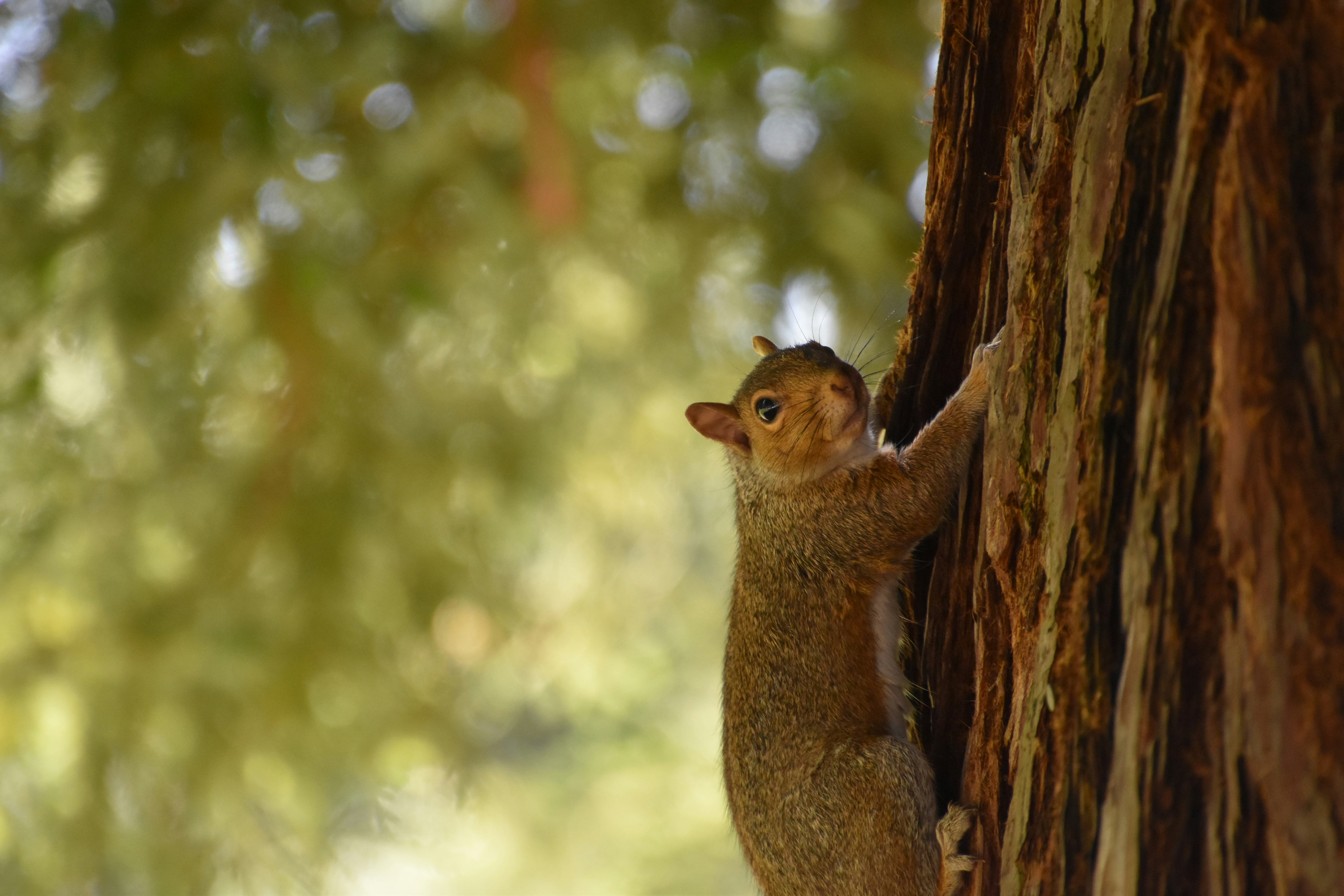 Squirrel climbing a textured tree trunk, surrounded by soft, blurred foliage. The focus highlights the creature's determination and agility.