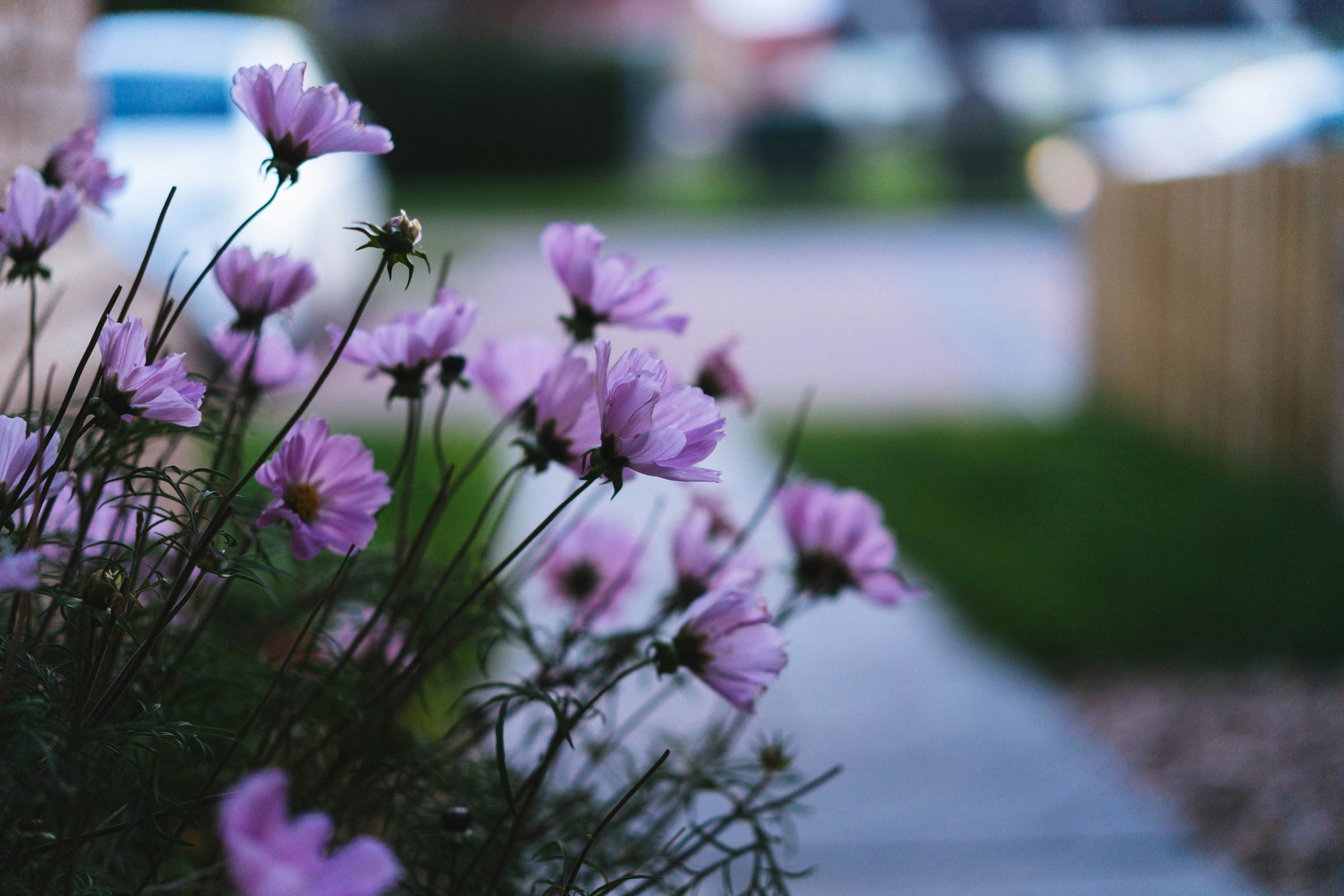 Petaled Echoes: Purple Blooms Framing a Quiet Urban Path