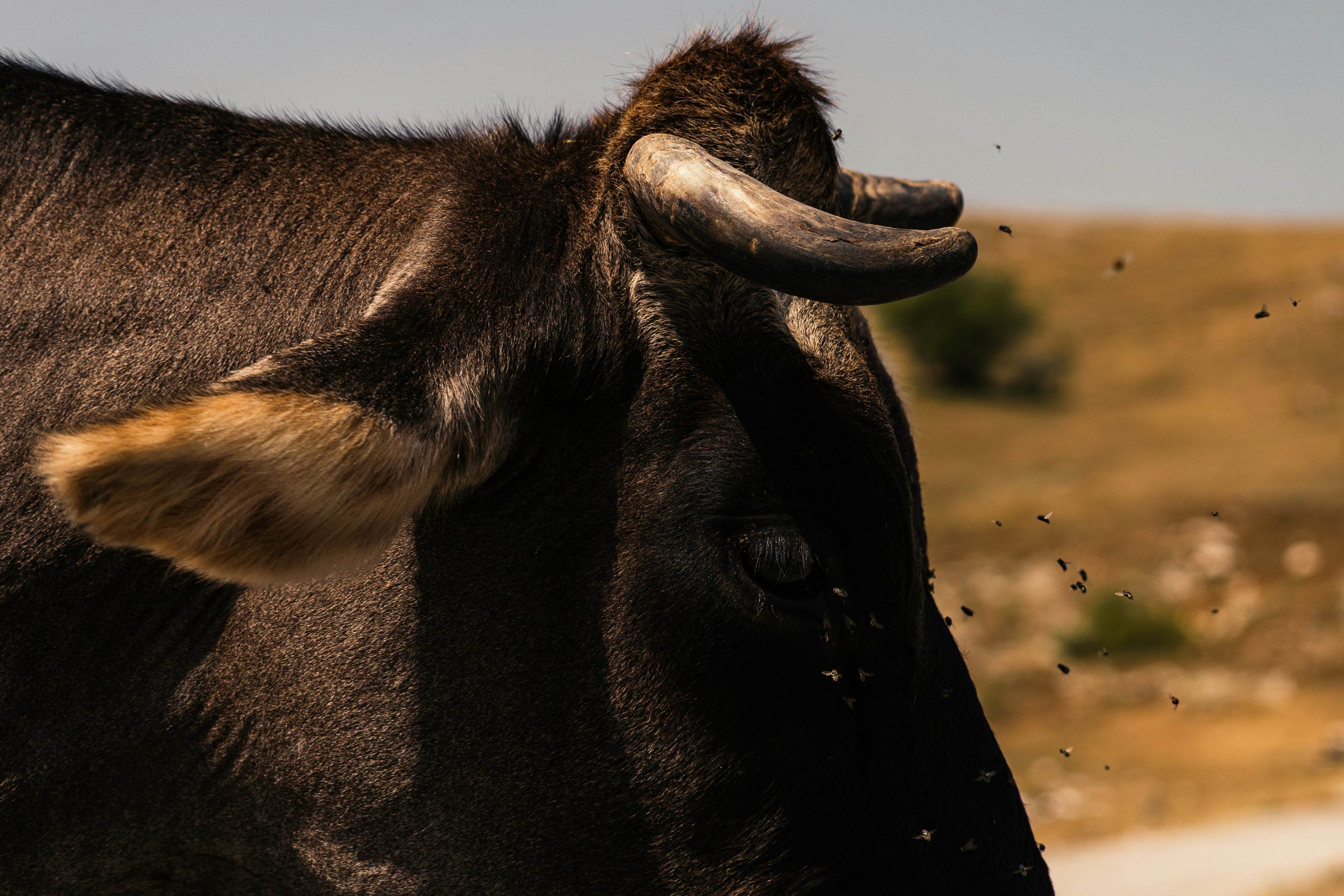 Close-Up of a Black Bull's Horned Profile Against a Distant Plain