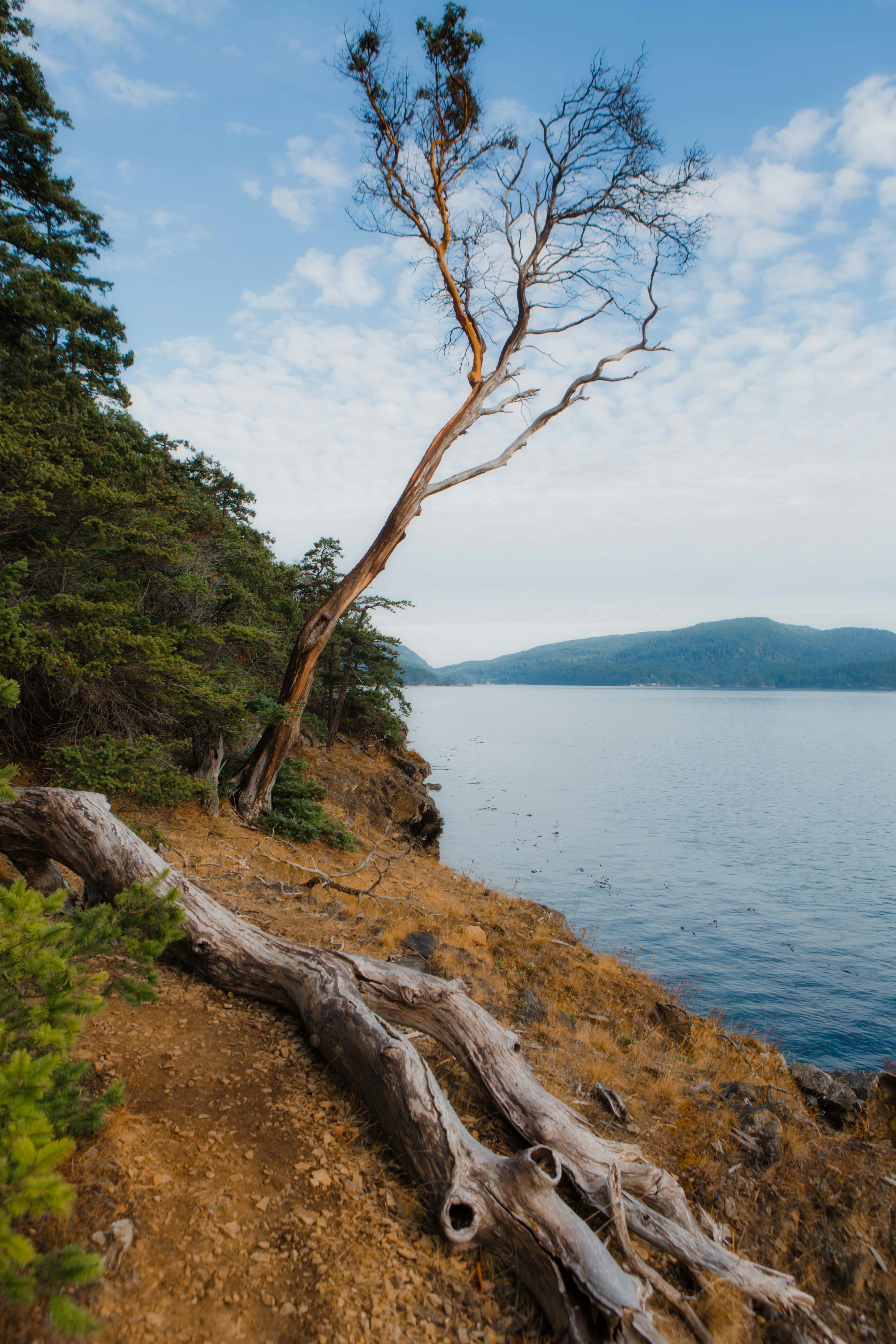A tree that is on the side of a hill photo – Free Nature Image on Unsplash