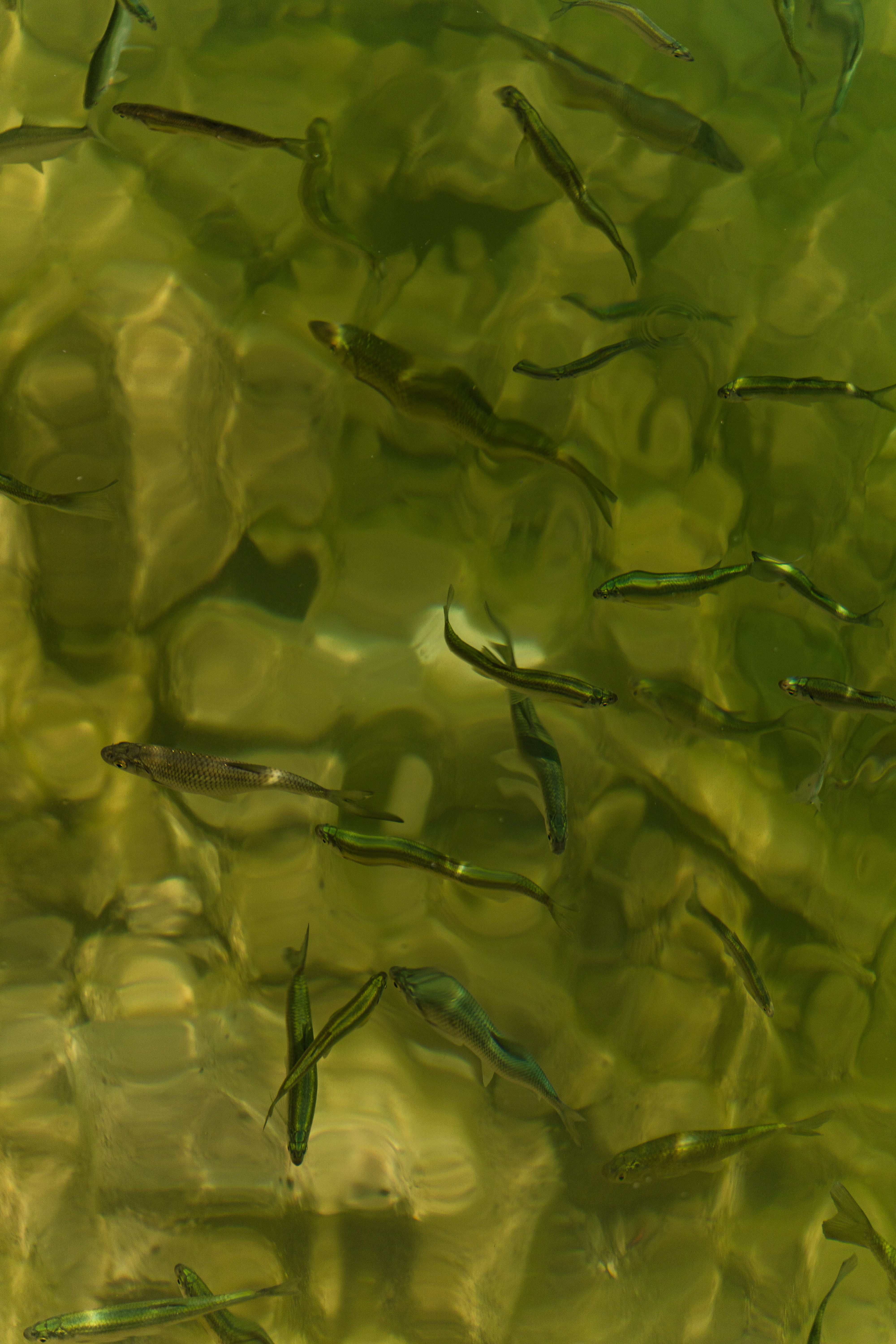 a group of fish swimming in a body of water