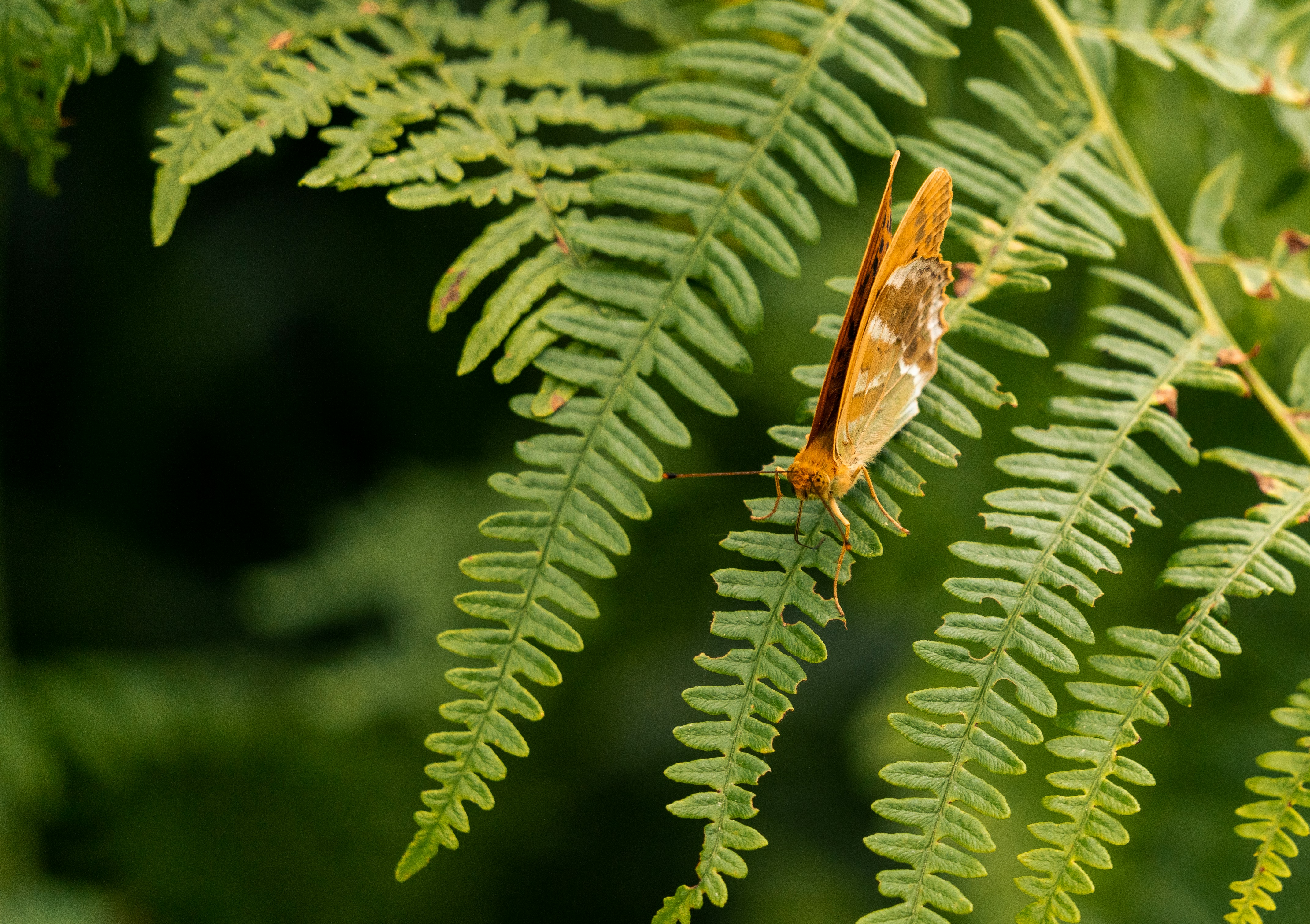 a close up of a leaf with a bug on it