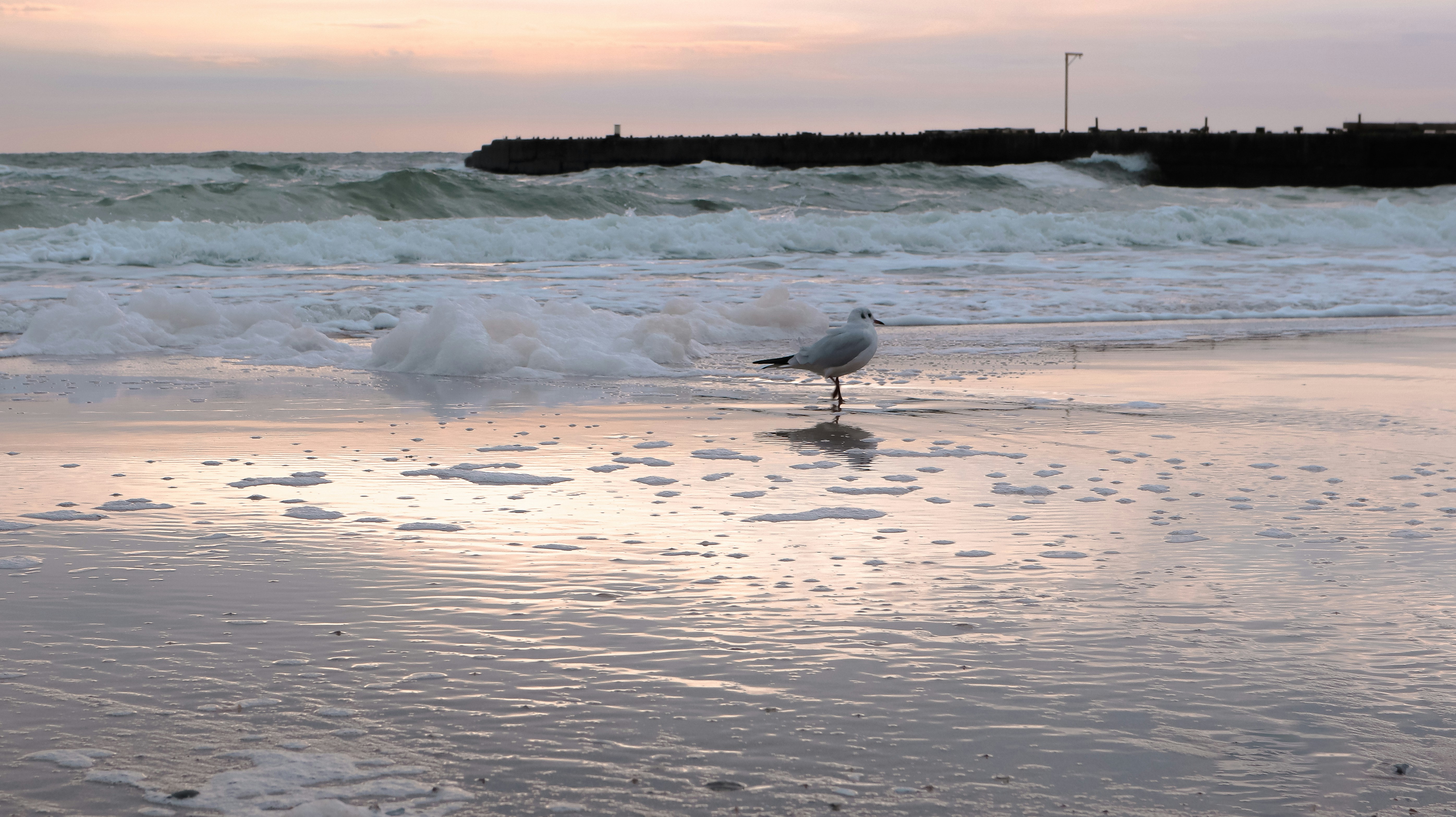 a seagull is standing on the wet sand of the beach