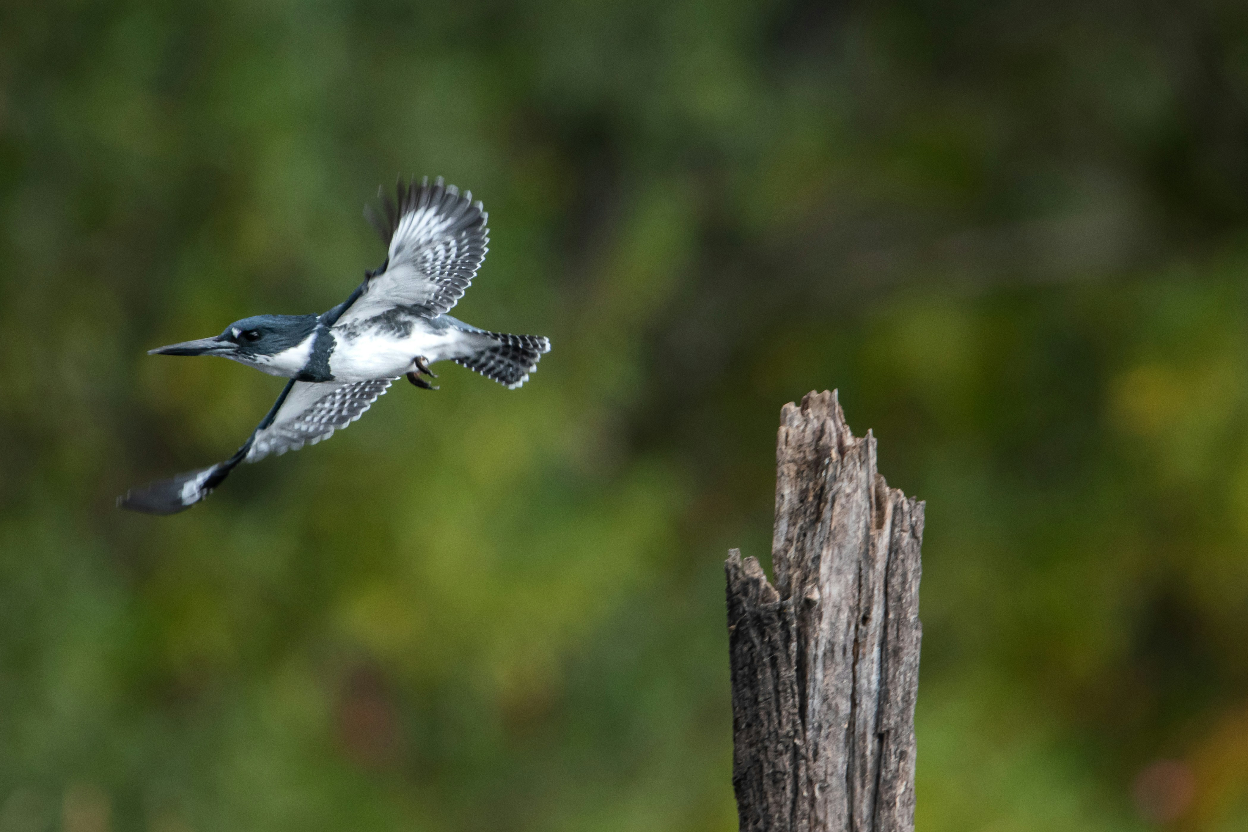 A small bird flying over a wooden post photo – Free Flying Image on ...