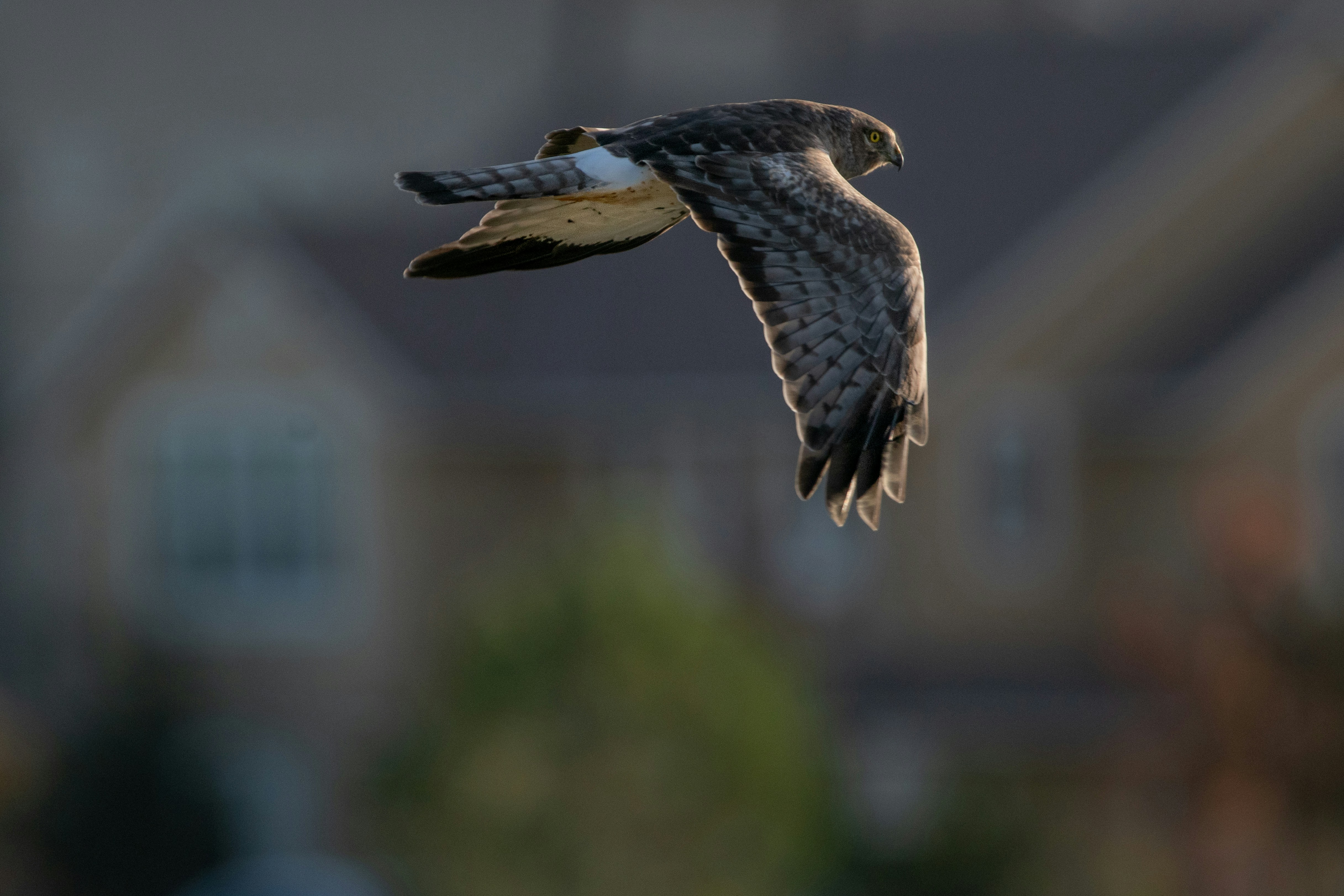 Hawk in Profile: Mid-Flight Against a Suburban Backdrop