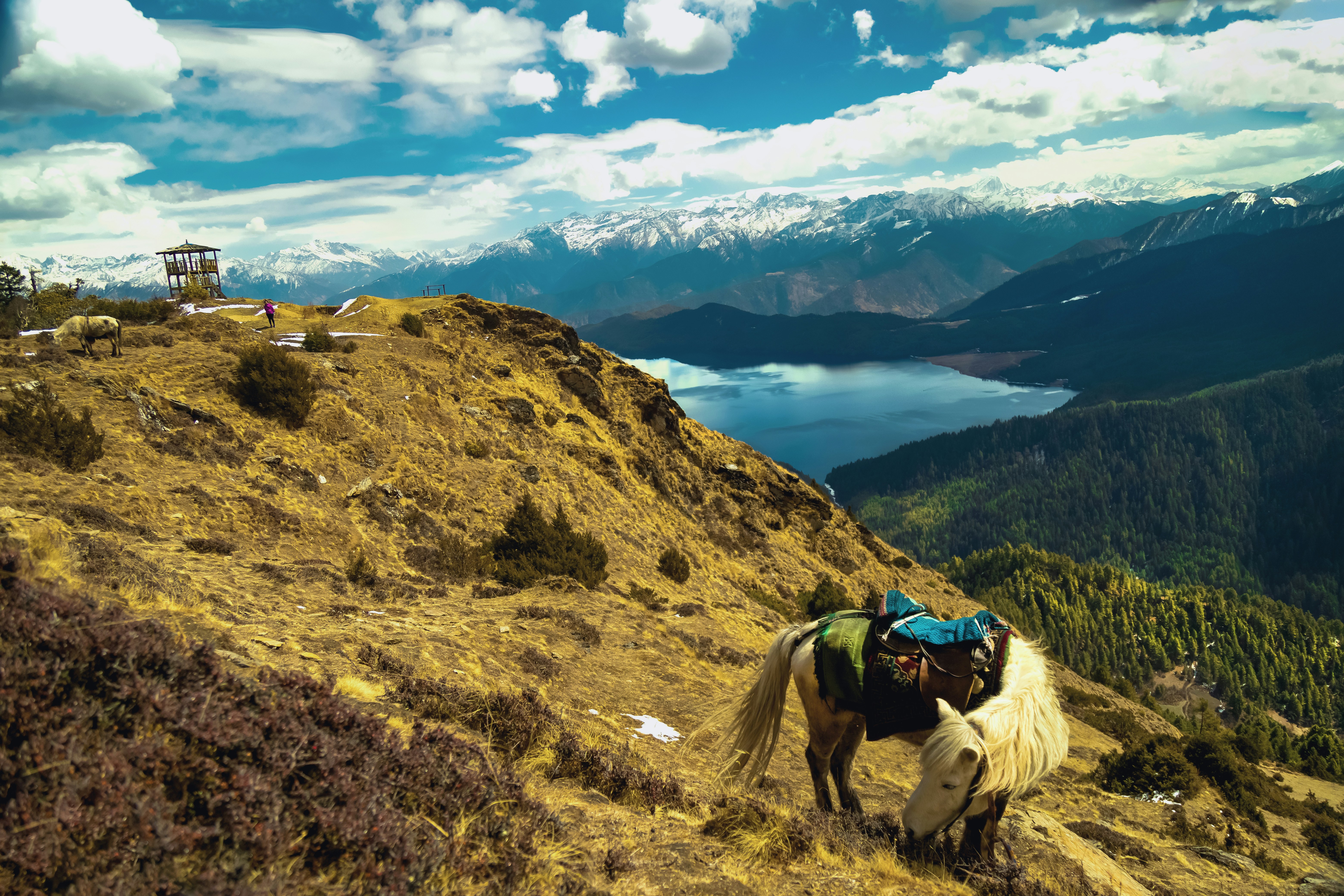 Ridge-Top Yak Over a Serene Alpine Lake