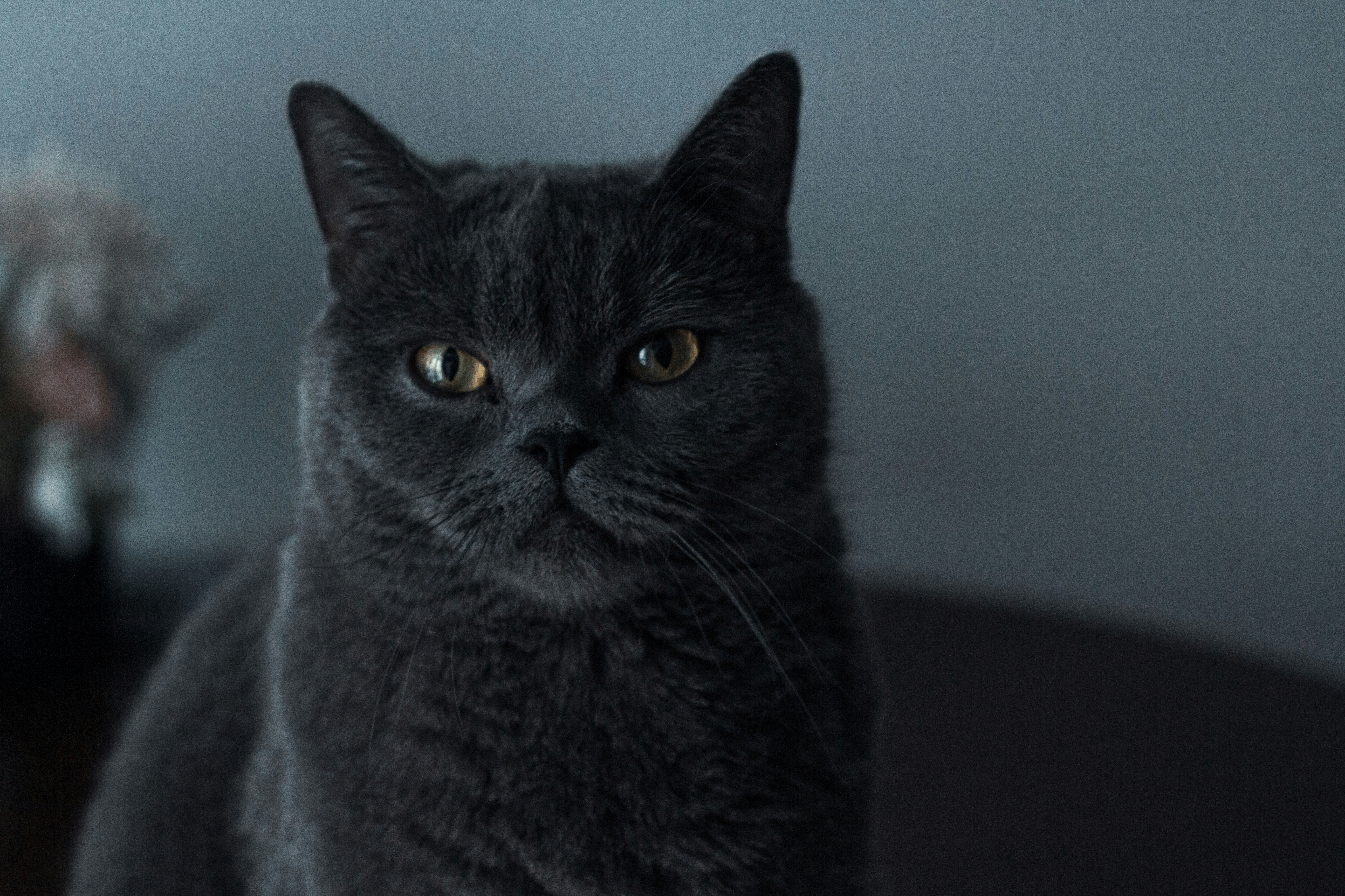 Un chat noir assis sur une table photo – Photo Chat Gratuite sur Unsplash