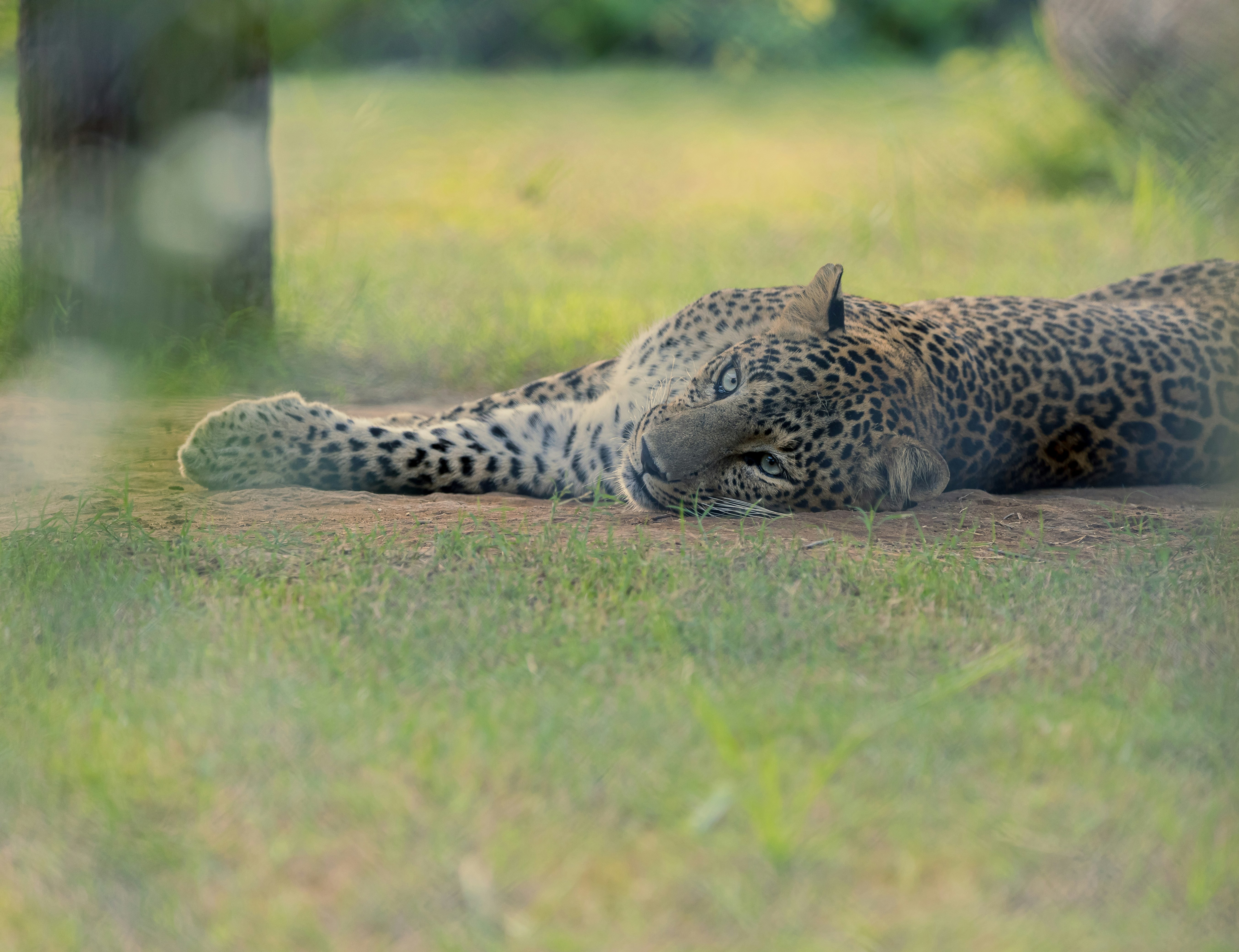 A leopard laying on the ground next to a tree photo – Free Indroda ...