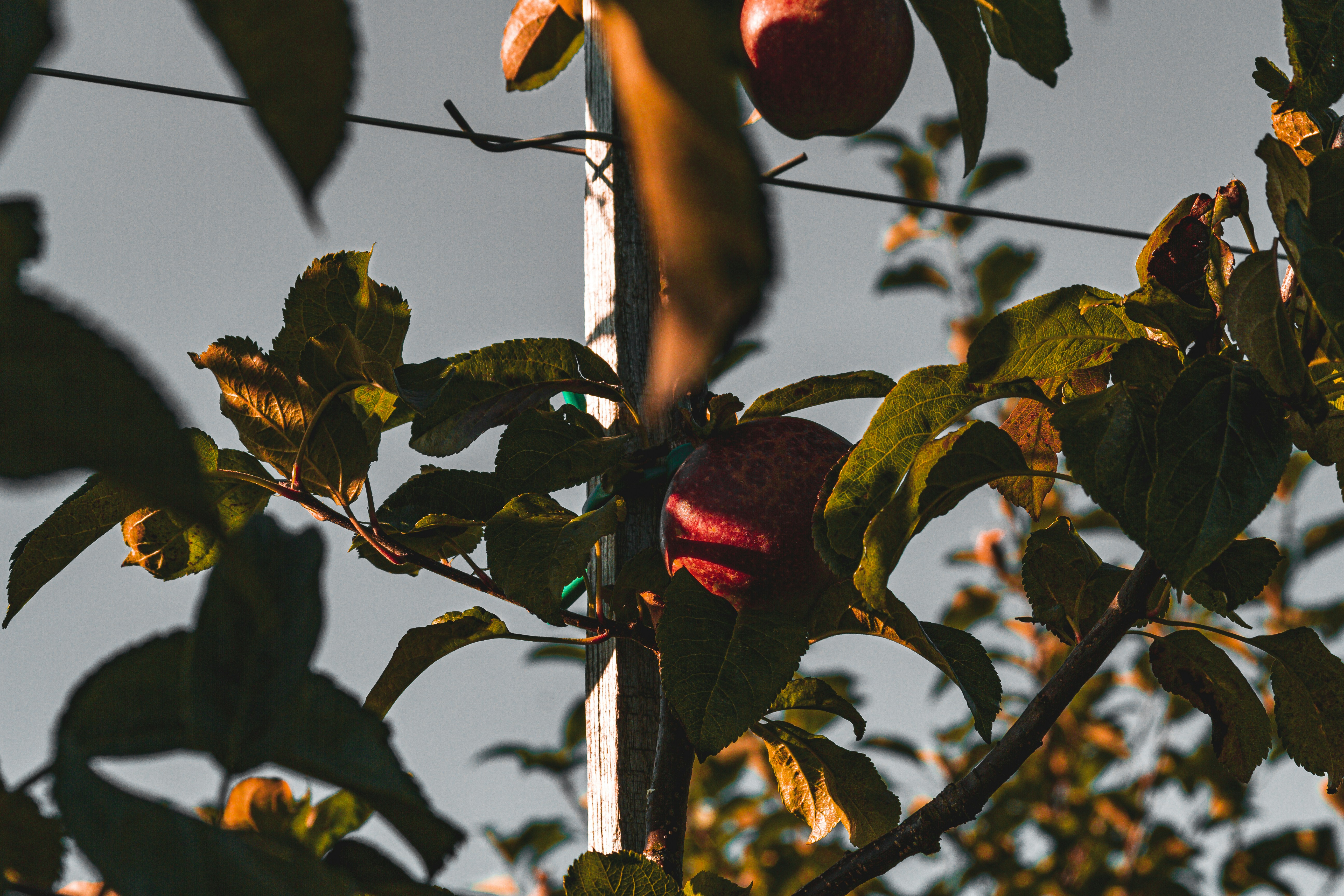 Ripe red apples hang amidst vibrant green leaves, capturing the essence of an autumn orchard. The interplay of light and shadow enhances the seasonal charm.