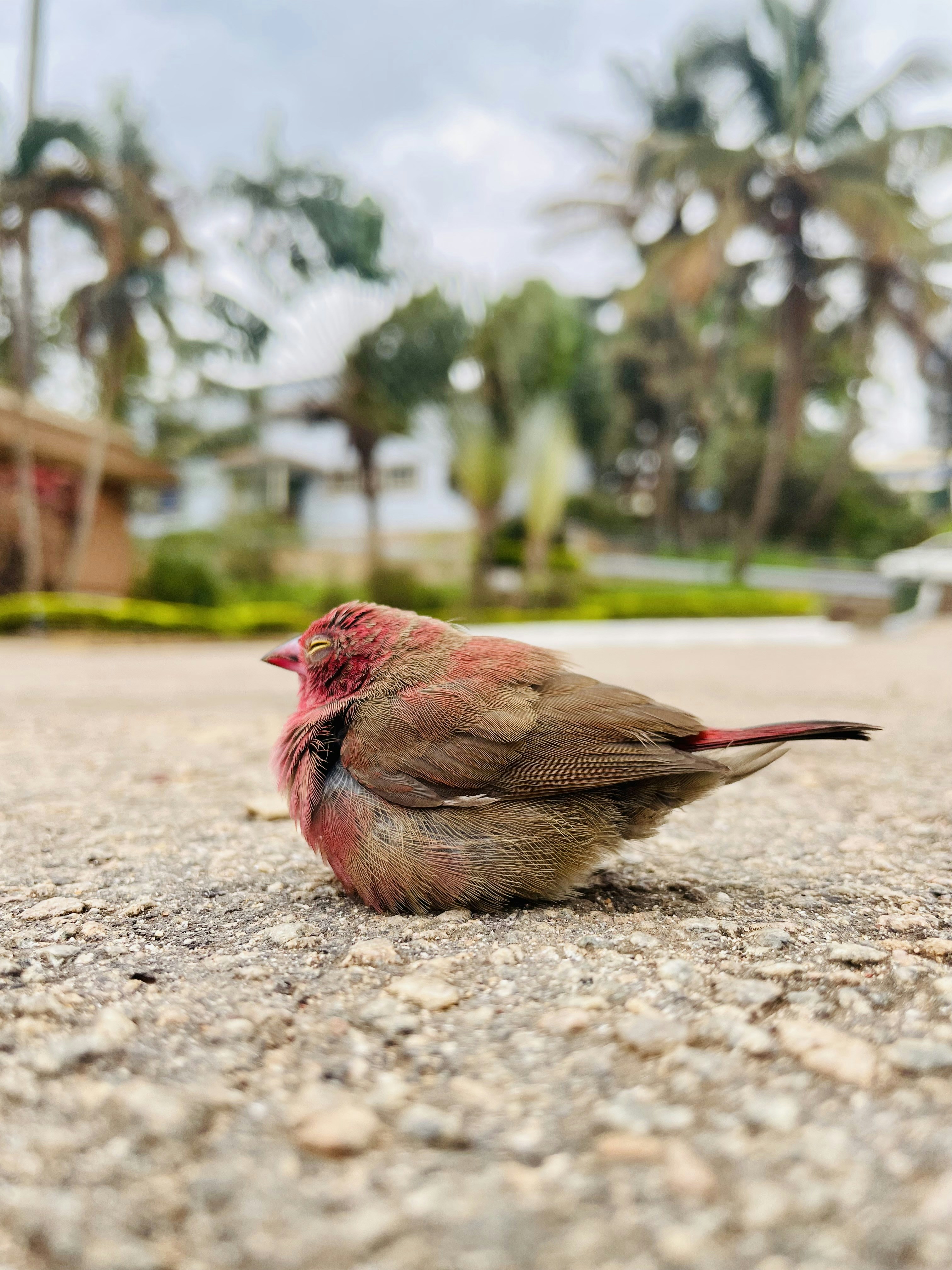 a small bird is sitting on the ground