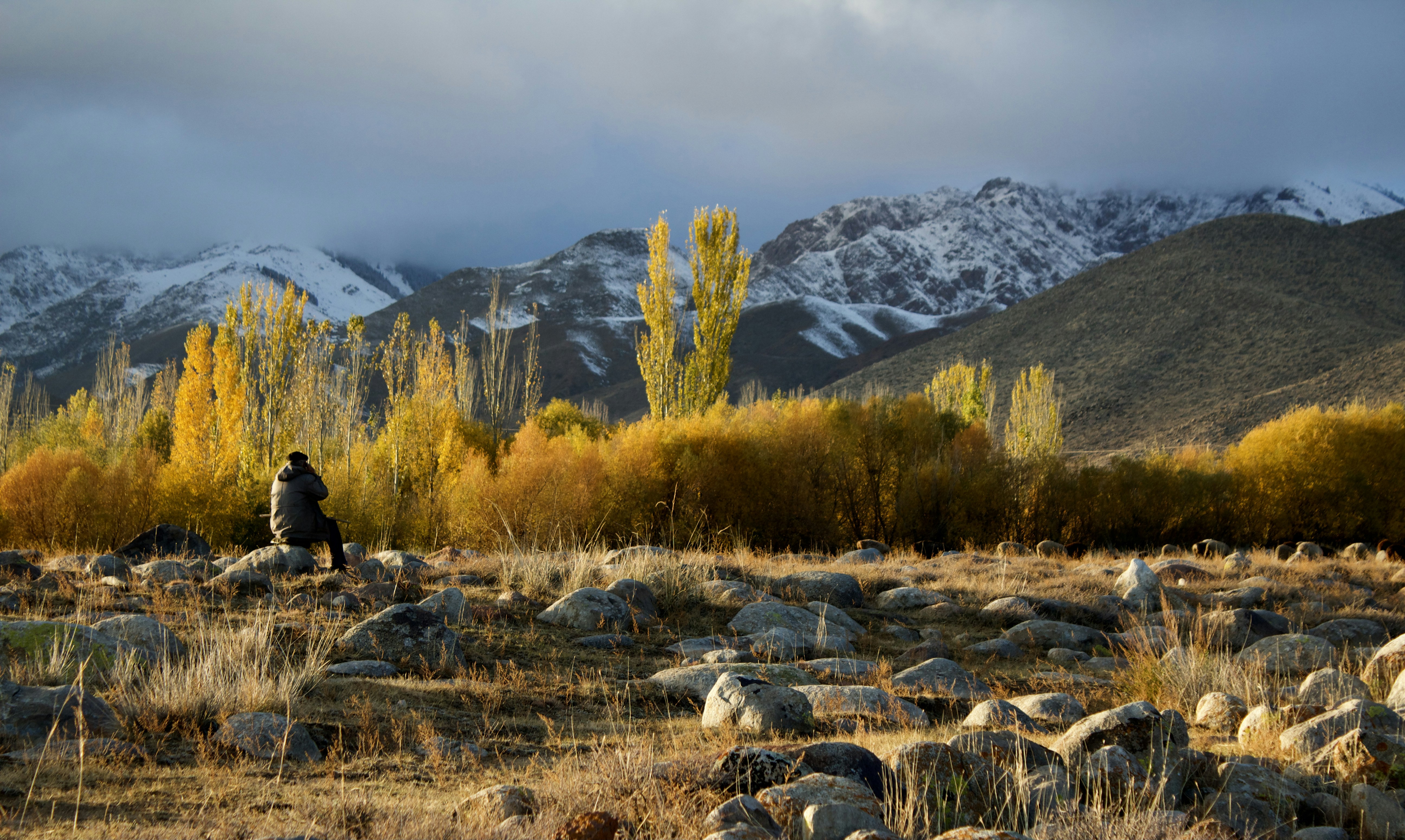 Golden Aspen Sentinel Beside the Rocky River