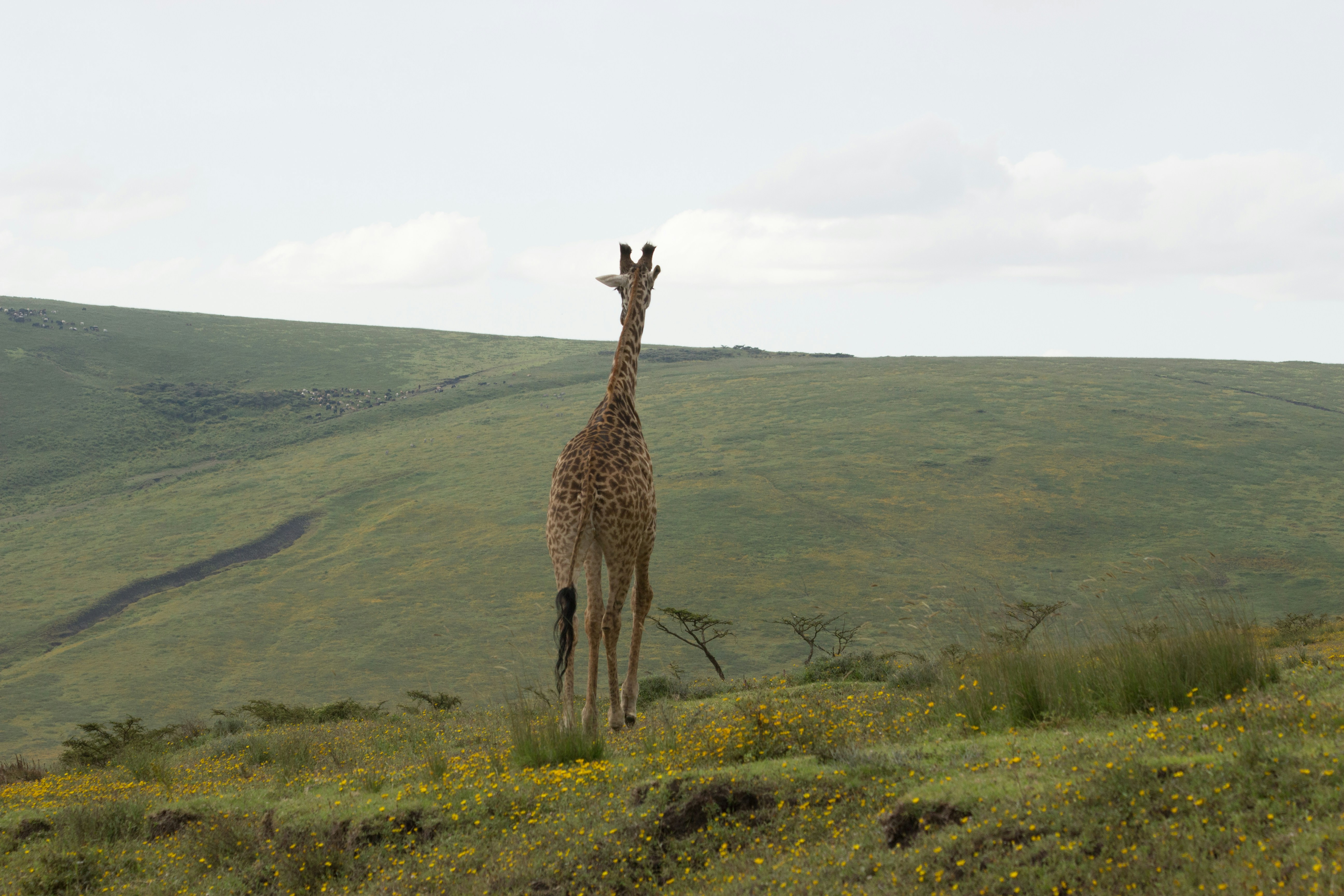 A giraffe on the slopes of the Ngoro Ngoro crater. 

Peace and quiet