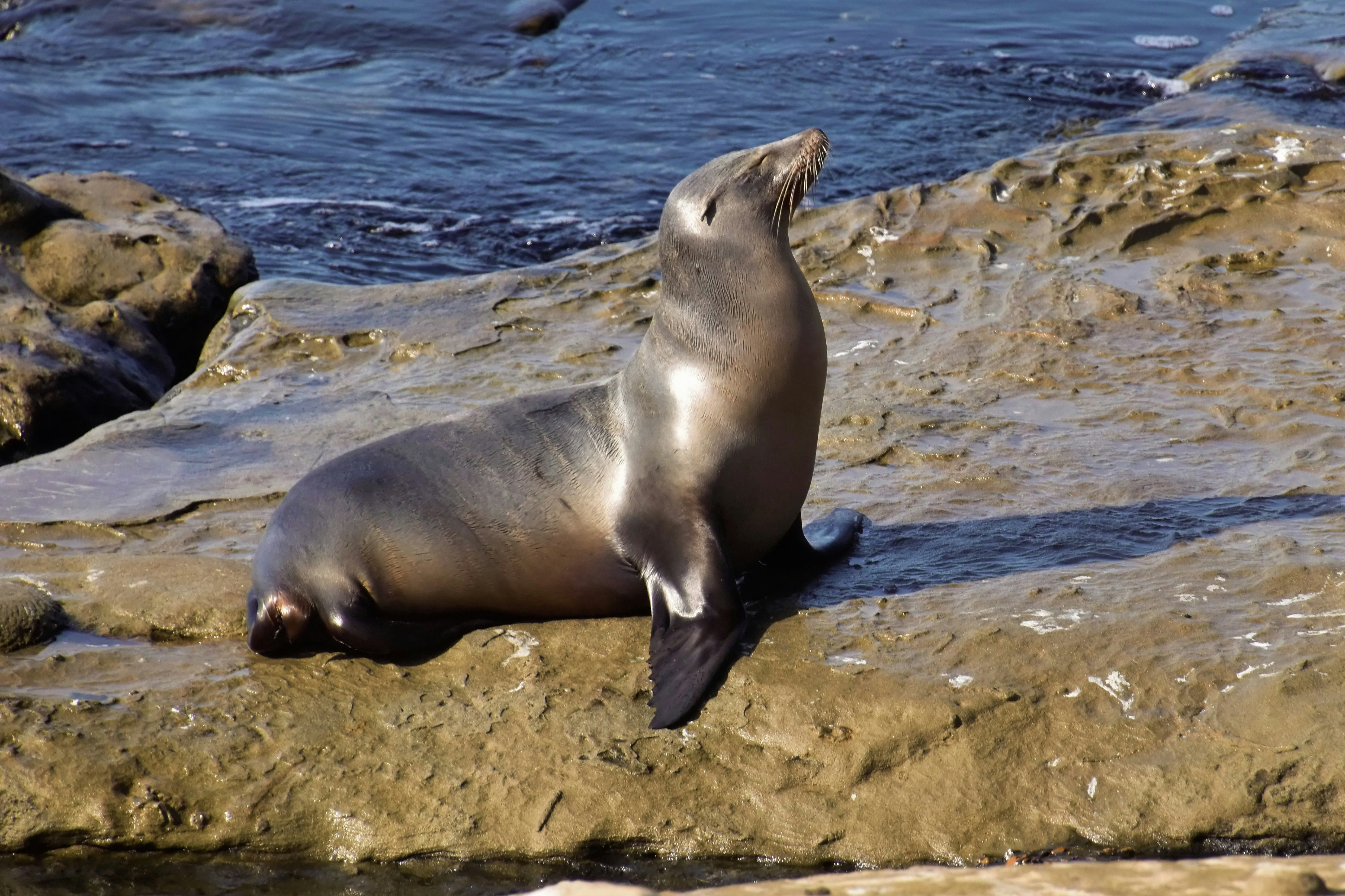 Una foca sentada en la cima de una roca junto a un cuerpo de agua foto ...