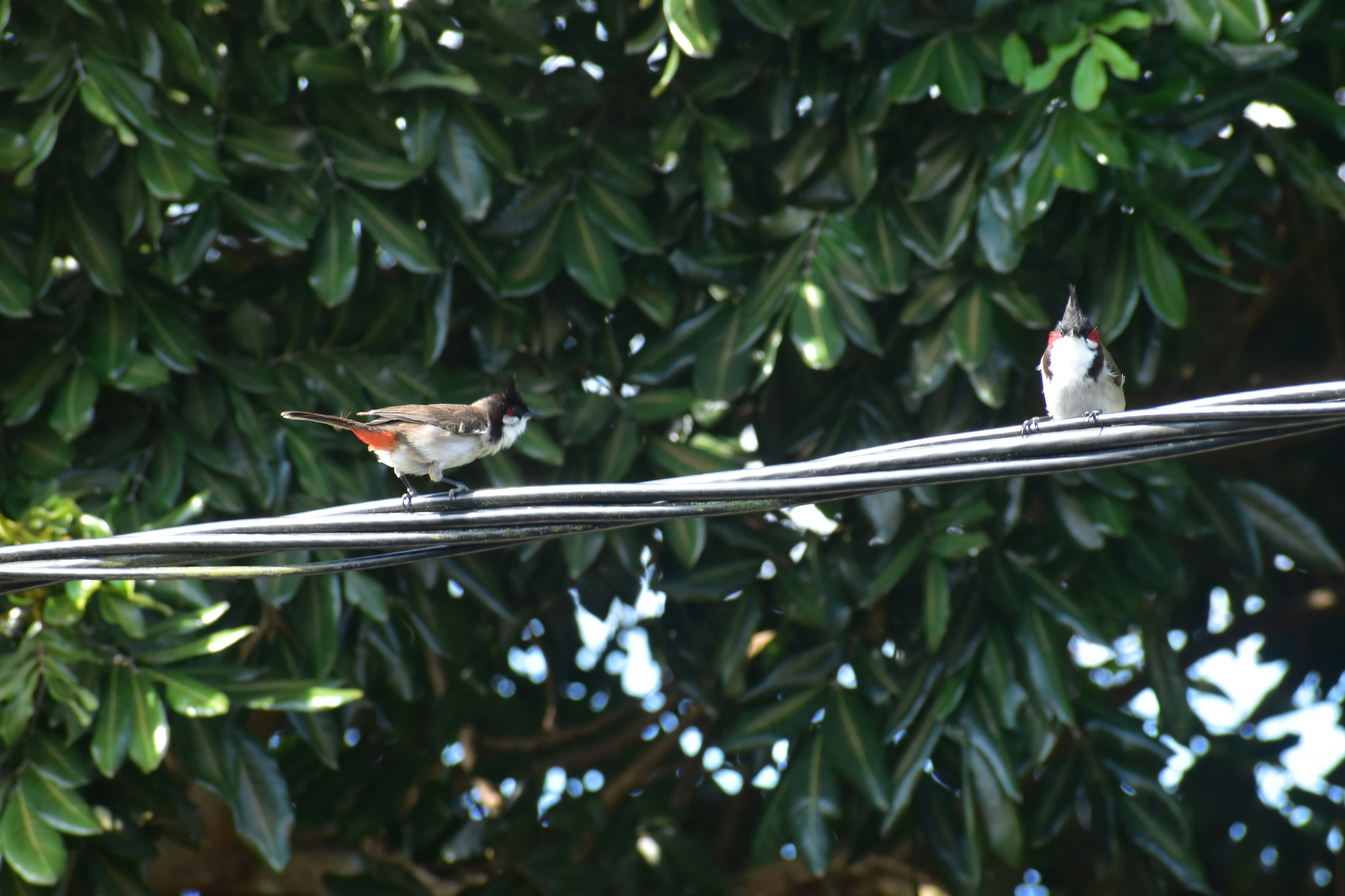 Two Peaceful Birds on an electric cable