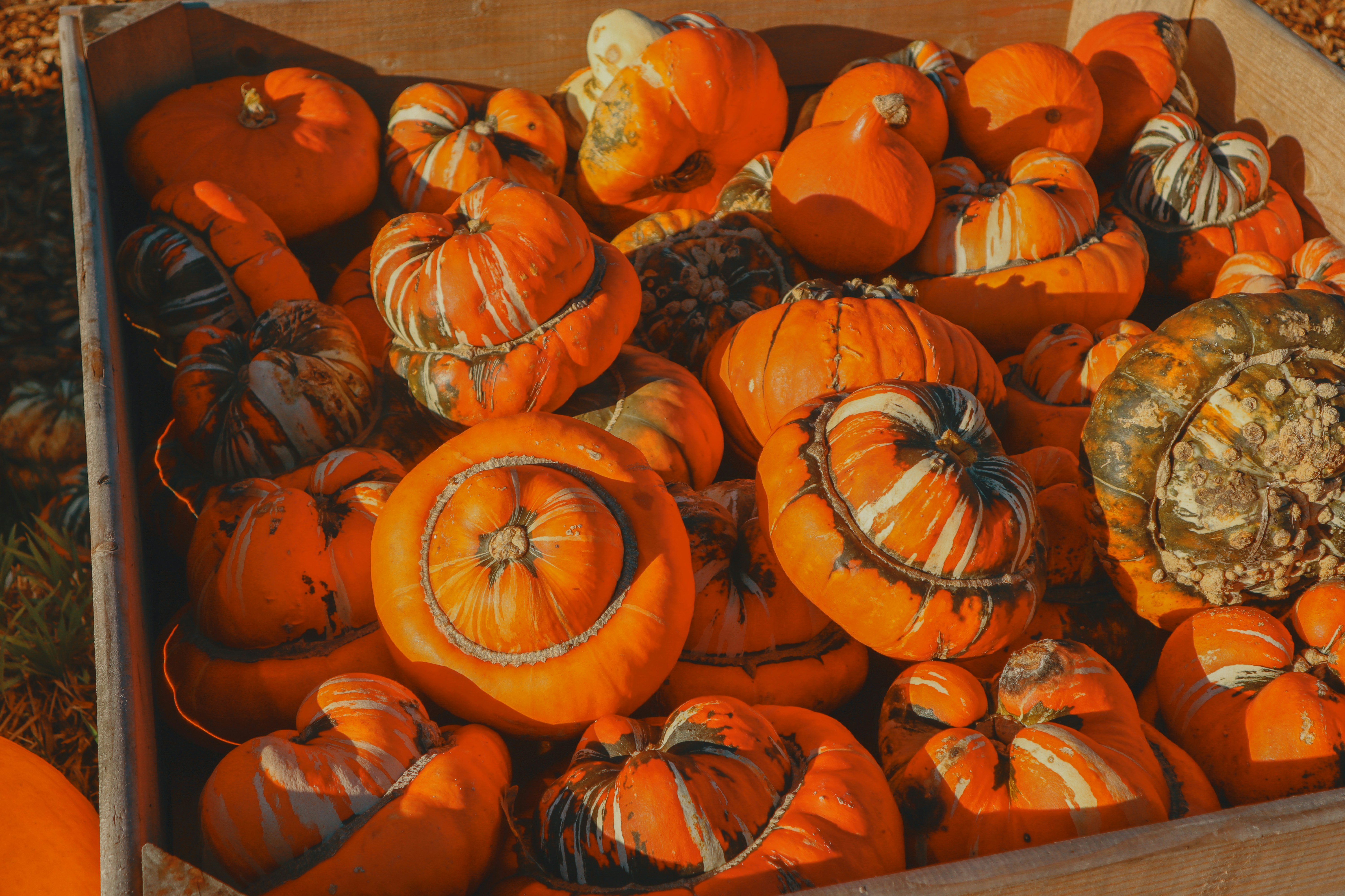 Crate of Sunset Mini Pumpkins: a Rustic Harvest in Warm Light
