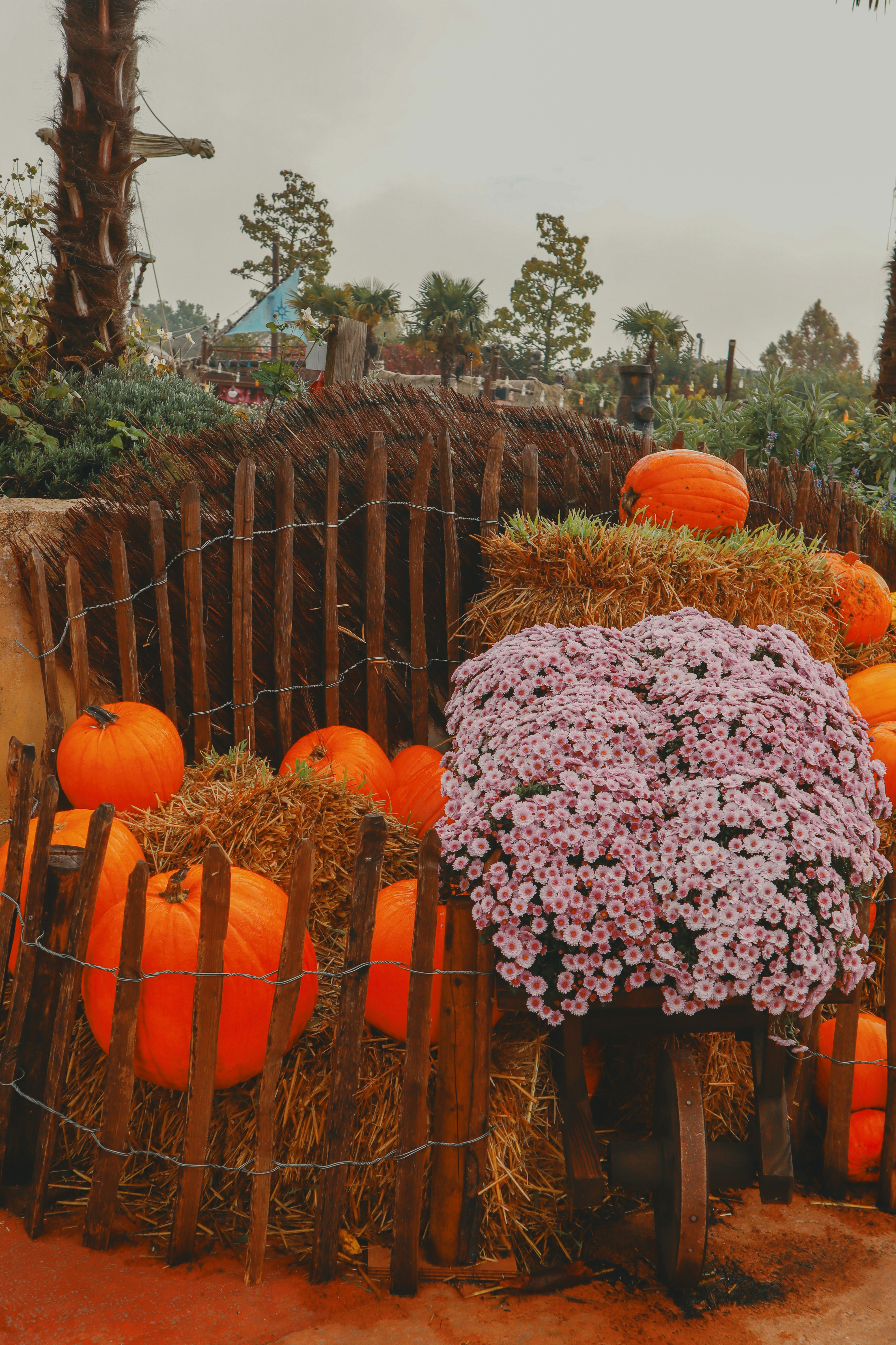 Autumn Harvest: Pumpkins and Pink Chrysanthemums beside a Rustic Fence