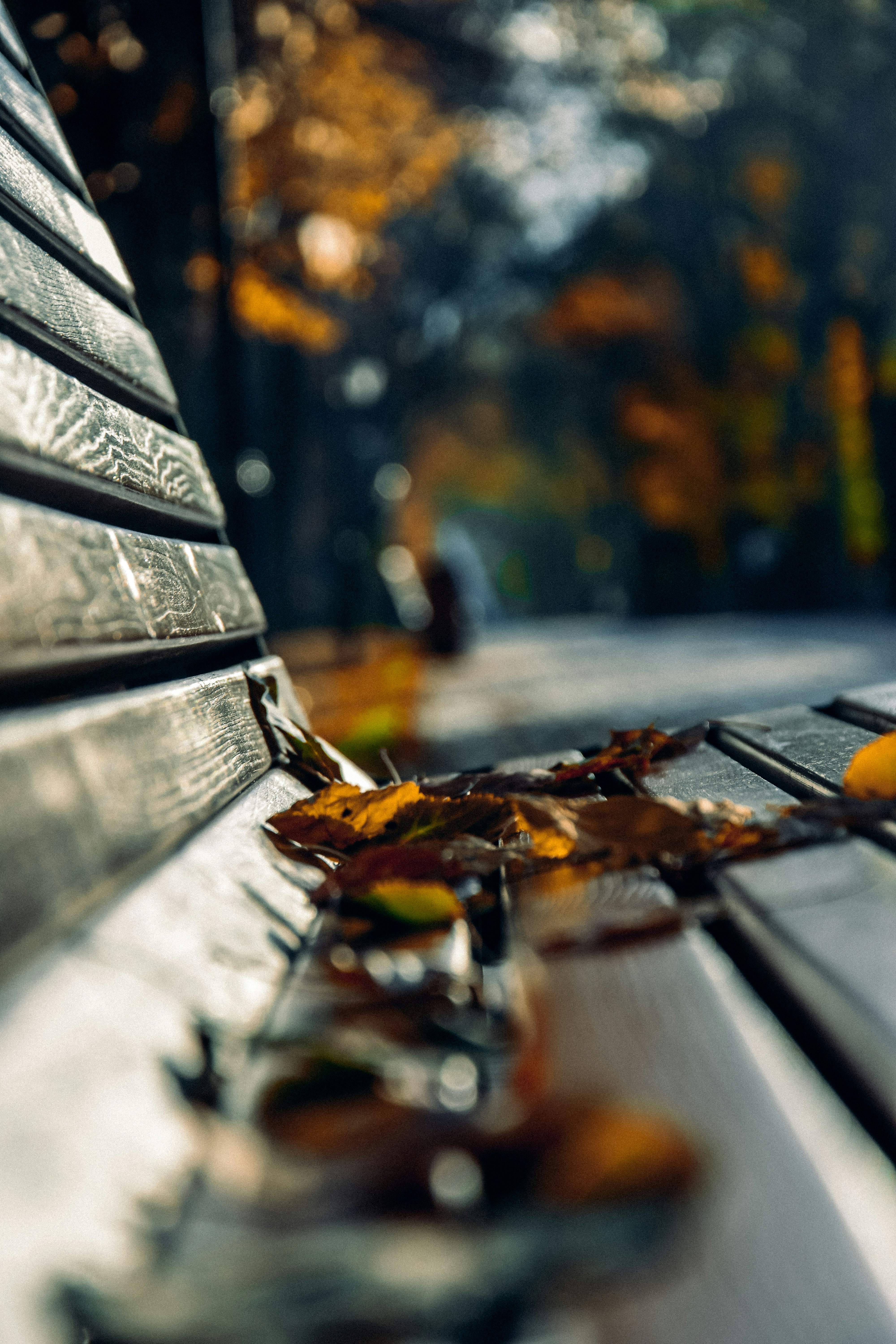 Autumn On a Wooden Curve