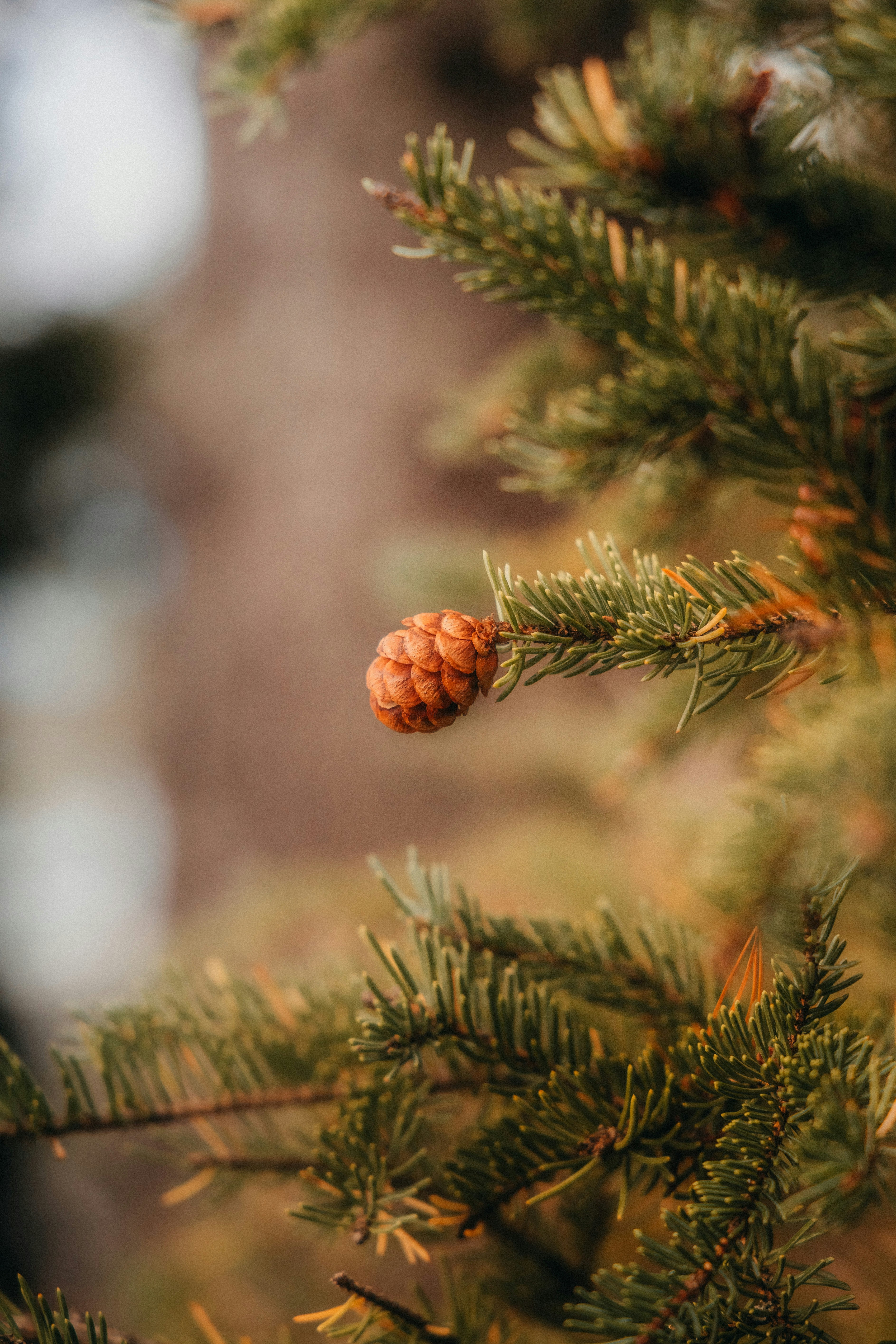 Close-Up of a Pine Cone Adrift on Evergreen Boughs in Soft Focus