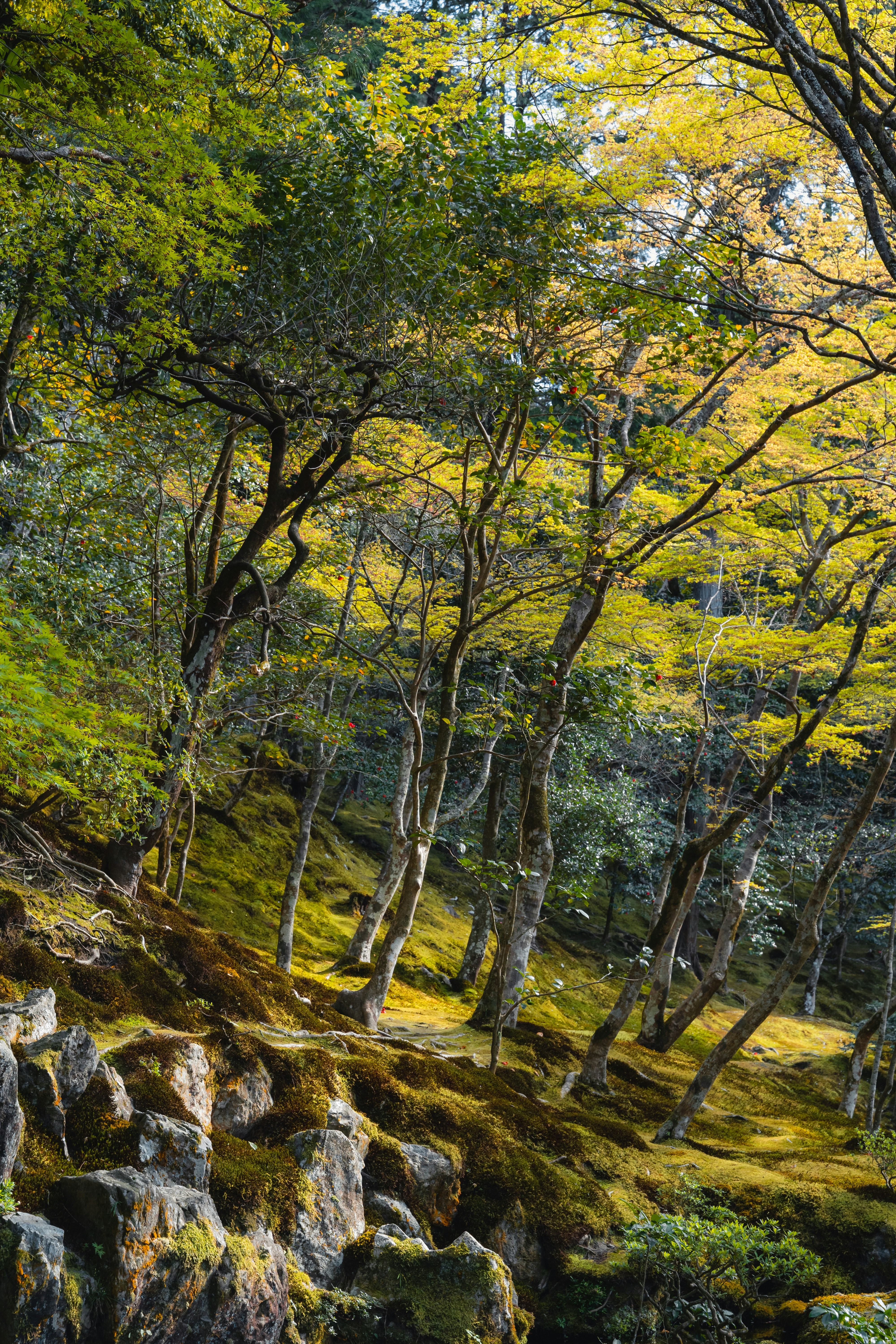 Autumn Light Through Moss and Maple