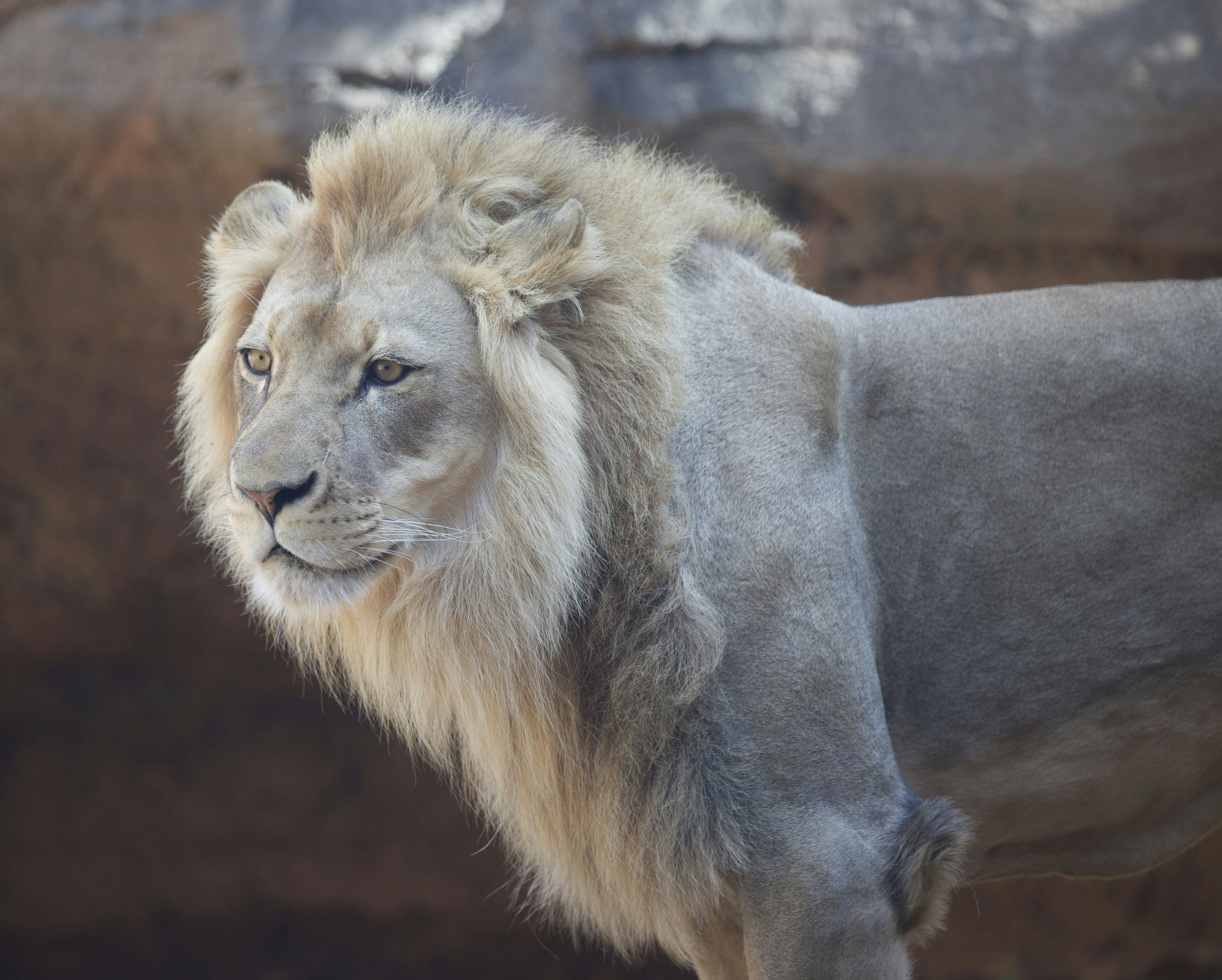 A close up of a lion near a rock wall photo – Free Animal Image on Unsplash